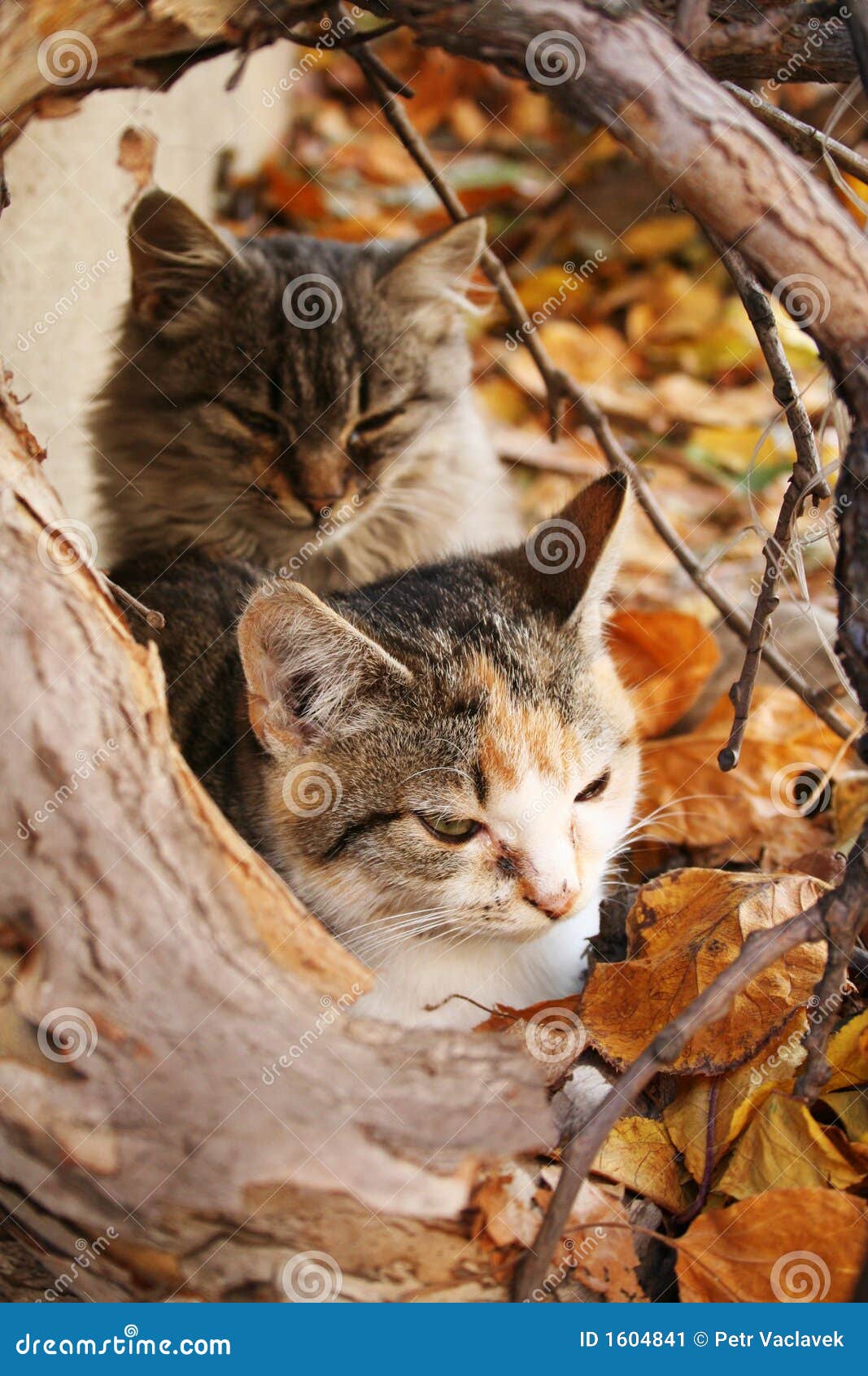 Autumn kittens stock image. Image of play, hair, lift - 1604841
