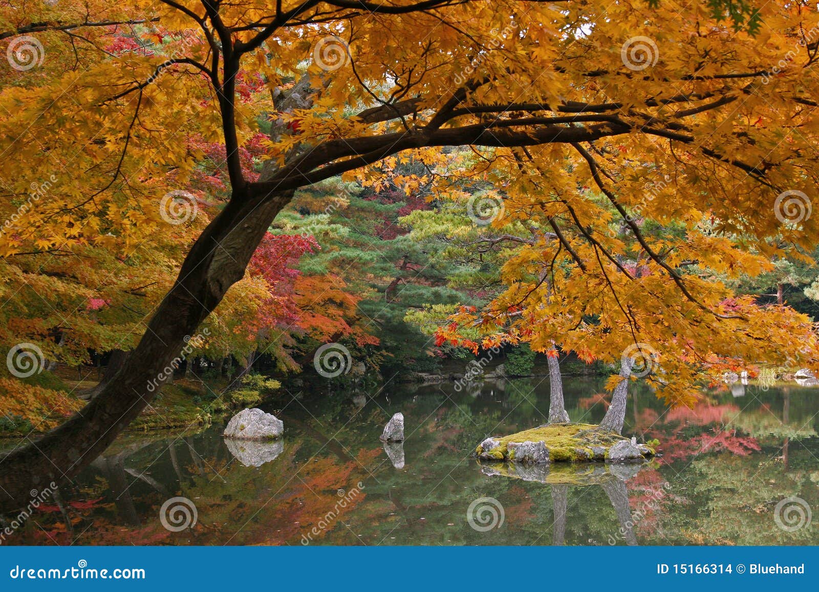 Red Momiji Leafs Stock Image | CartoonDealer.com #50238121