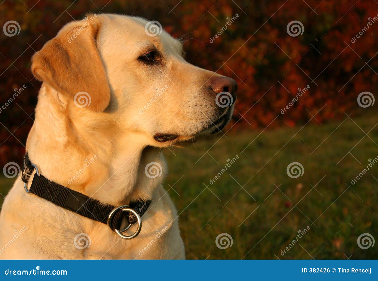 Autumn Labrador Portrait stock photo. Image of hound, calm - 382426