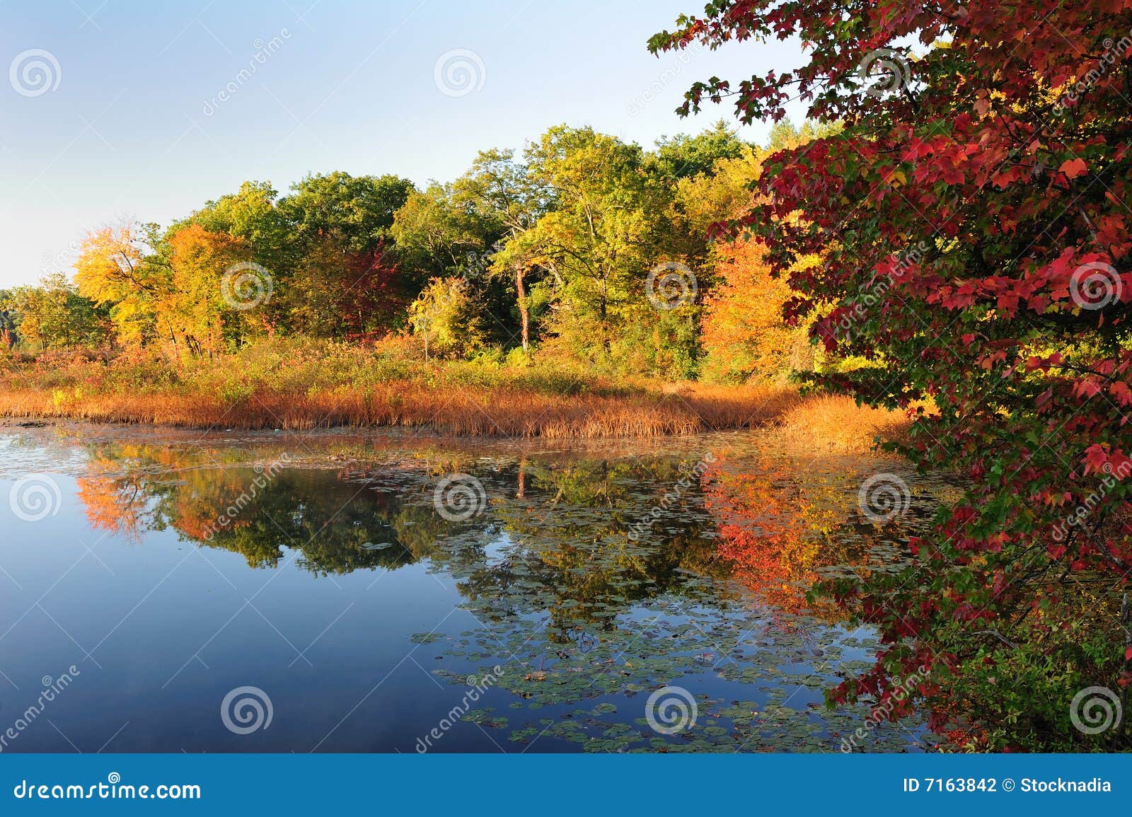 Autumn lake stock photo. Image of sunset, fringe, outdoors - 7163842
