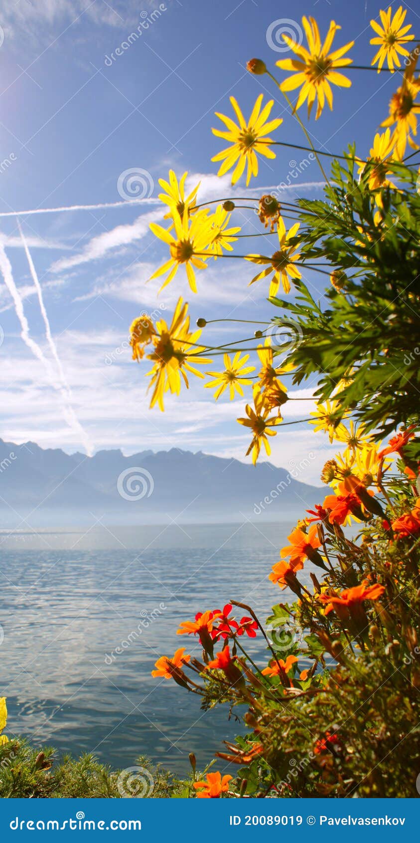 Autumn on Lake Geneva - Switzerland Stock Image - Image of leman, alps ...