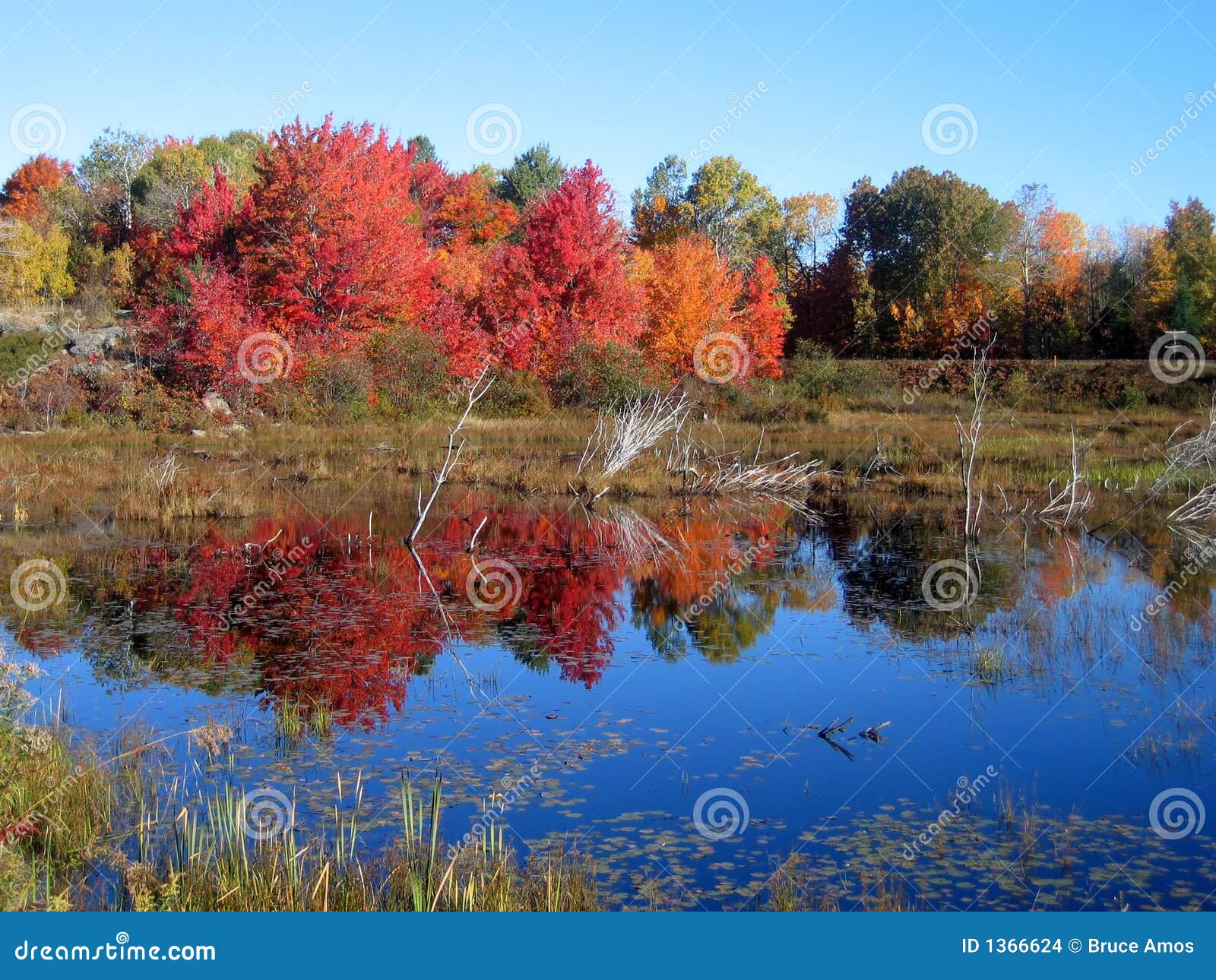 Autumn lake reflection stock photo. Image of colorful - 1366624