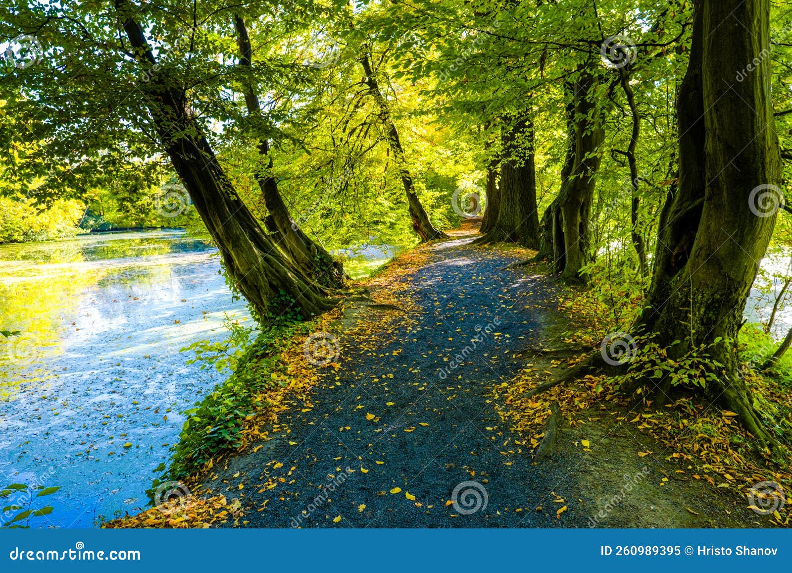 Autumn Lake. Reflections from Trees in Water Stock Image - Image of ...