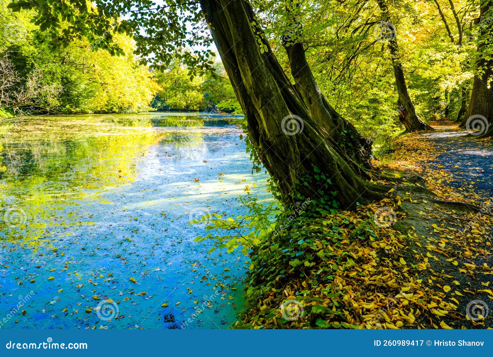 Autumn Lake. Reflections from Trees in Water Stock Image - Image of ...