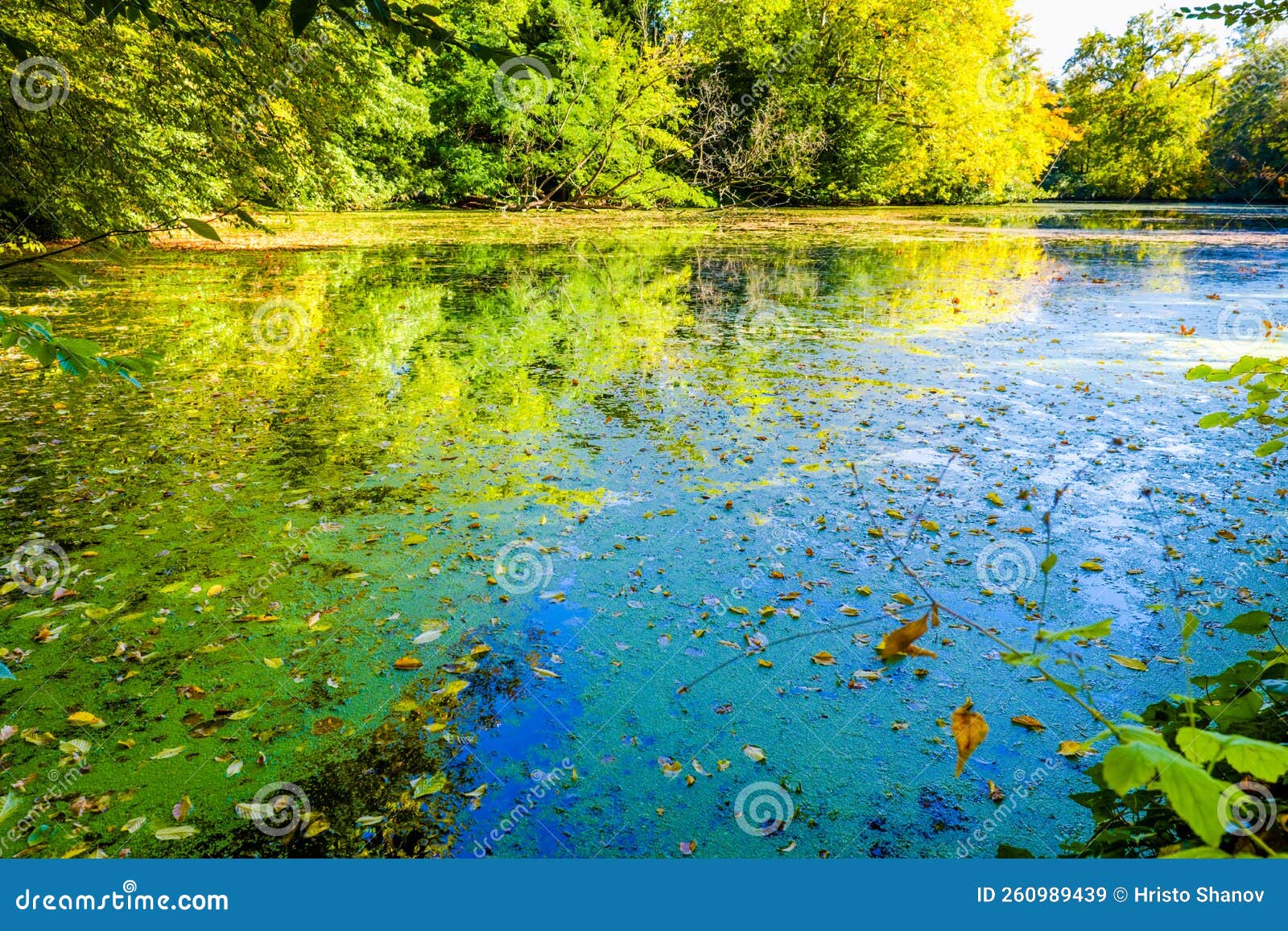Autumn Lake. Reflections from Trees in Water Stock Image - Image of ...