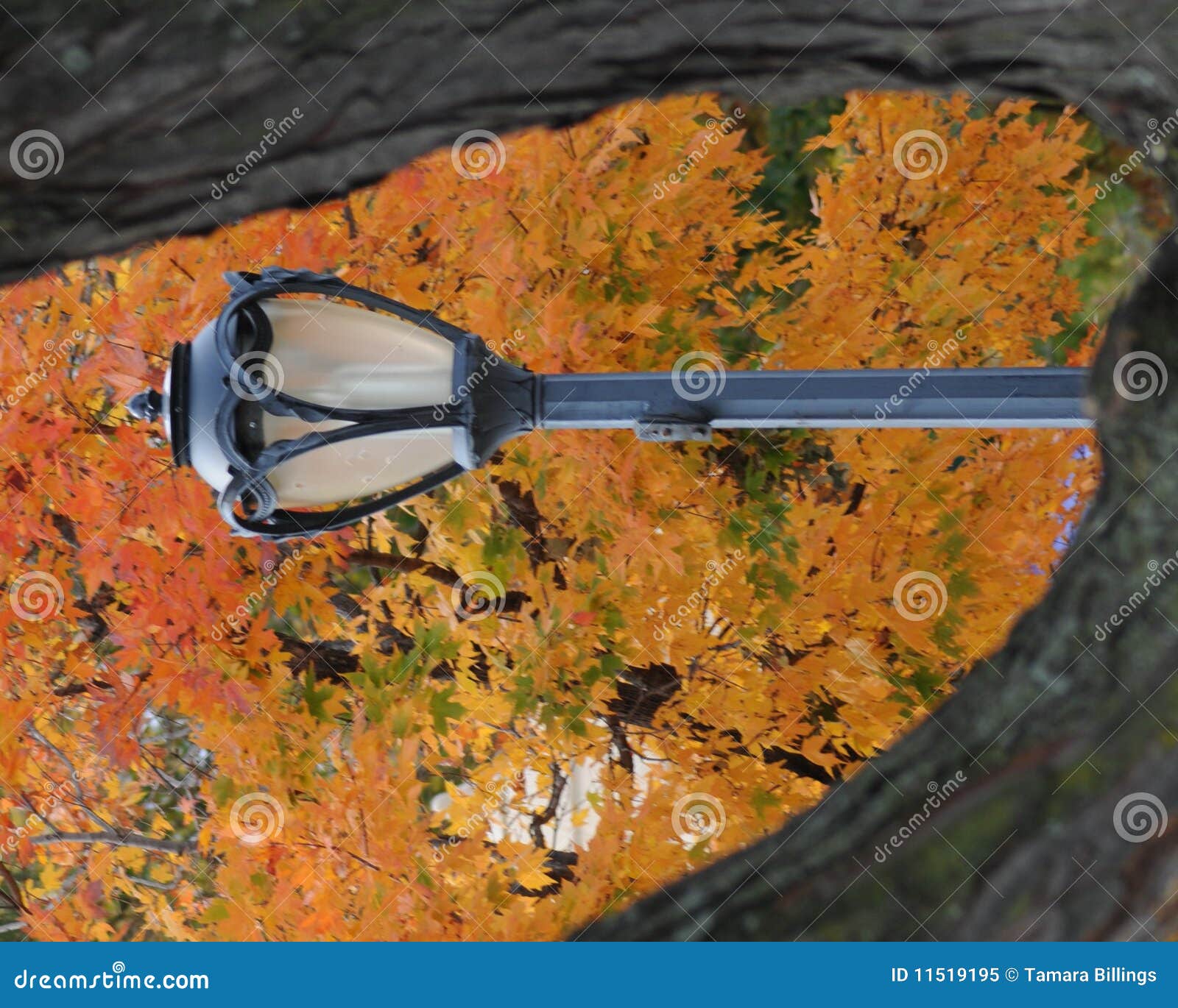 Autumn Lamp Post stock image. Image of fall, lamp, leaf - 11519195