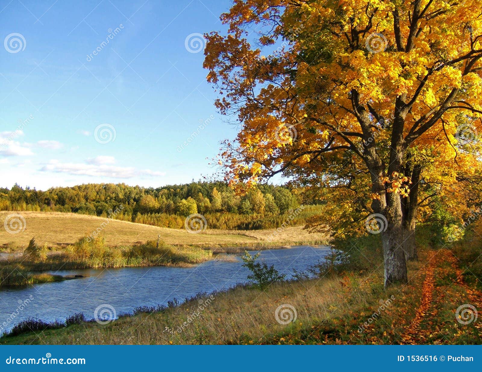 Autumn landscape stock photo. Image of golden, canada - 1536516
