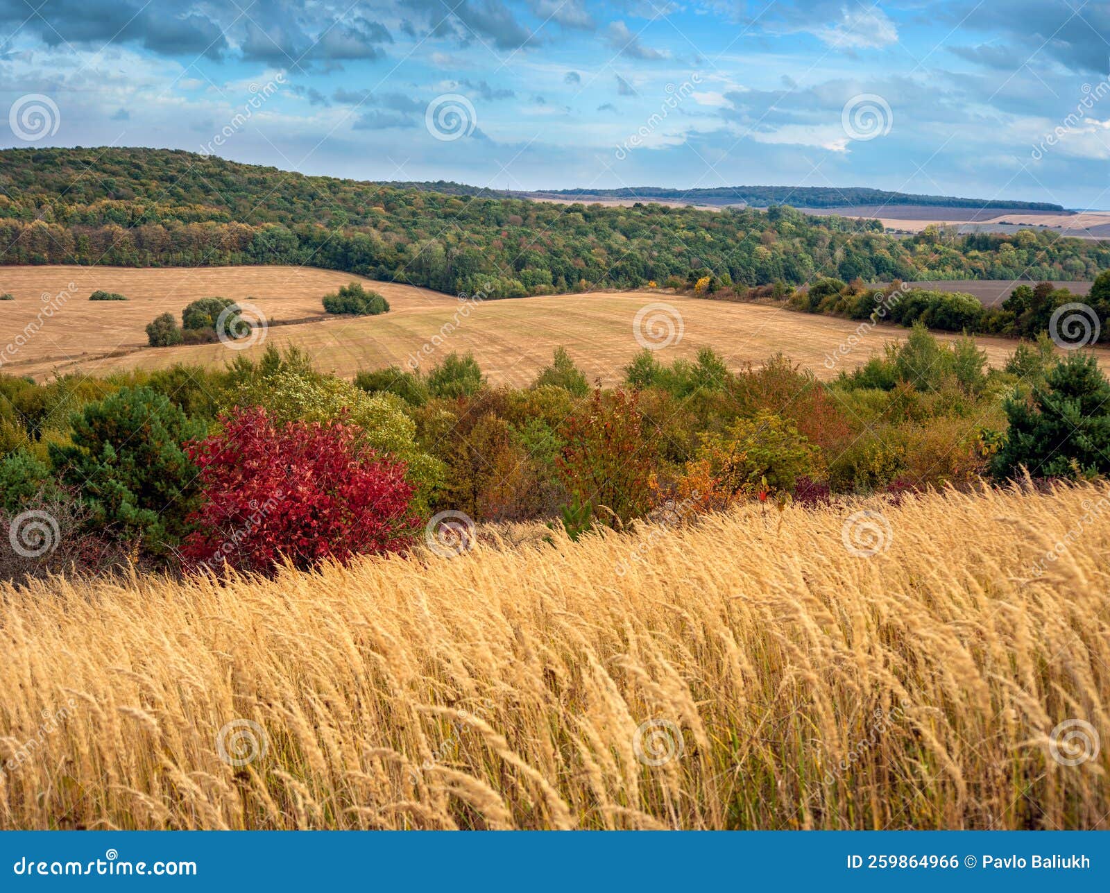 Autumn Agricultural Fields at the the with Red Mahogany Tree Stock ...