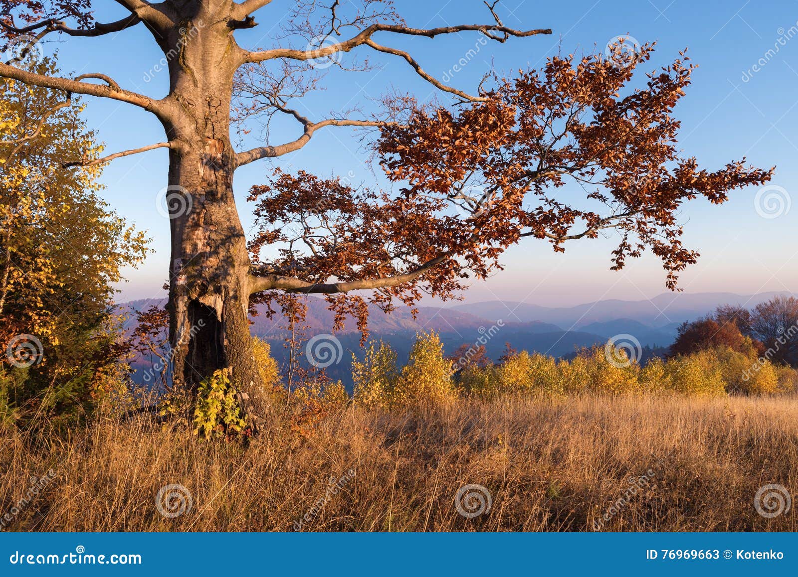 Autumn Landscape with a Beautiful Beech Tree Stock Image - Image of ...