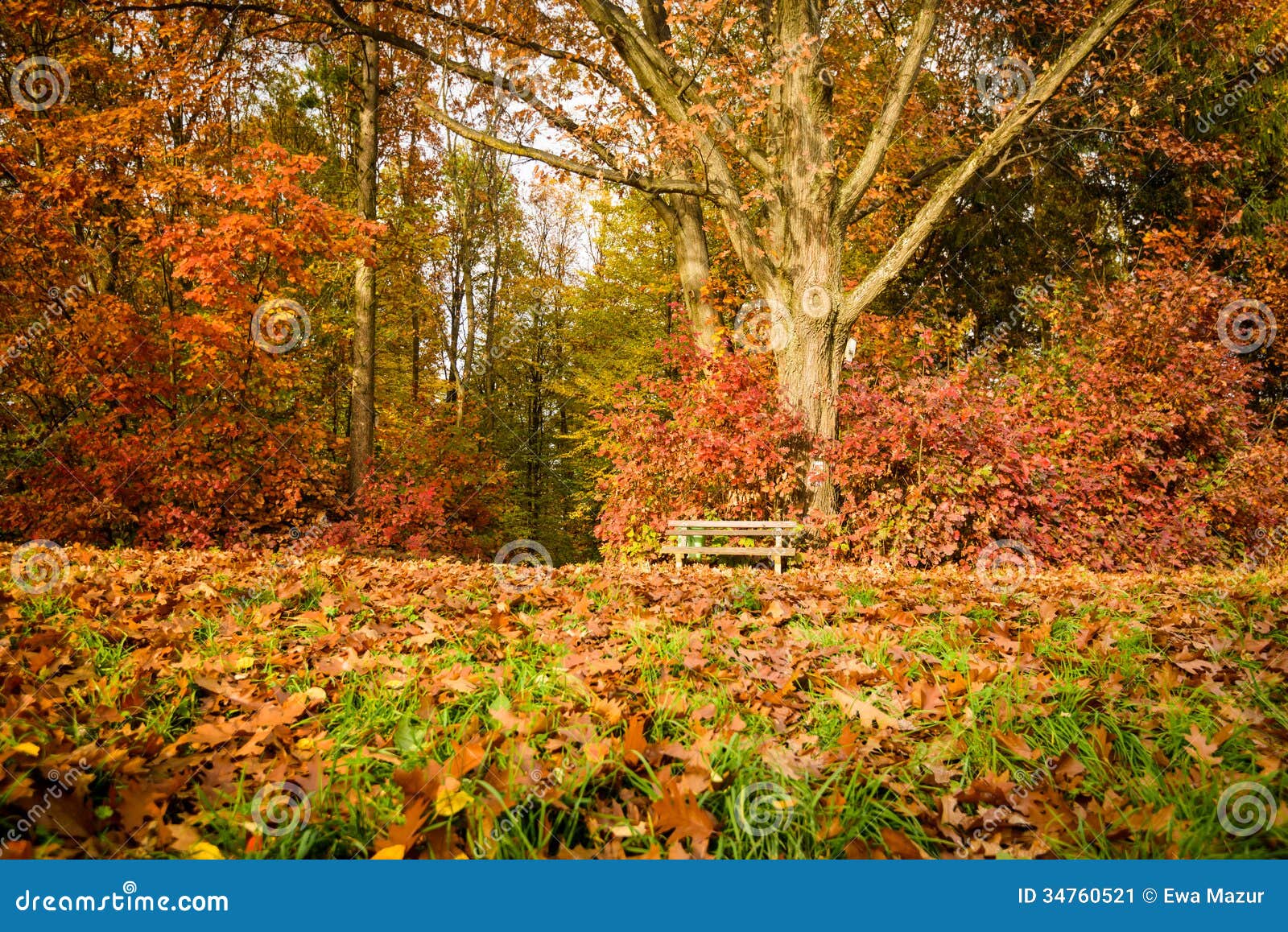 Autumn stock image. Image of grass, autumn, resting, october - 34760521