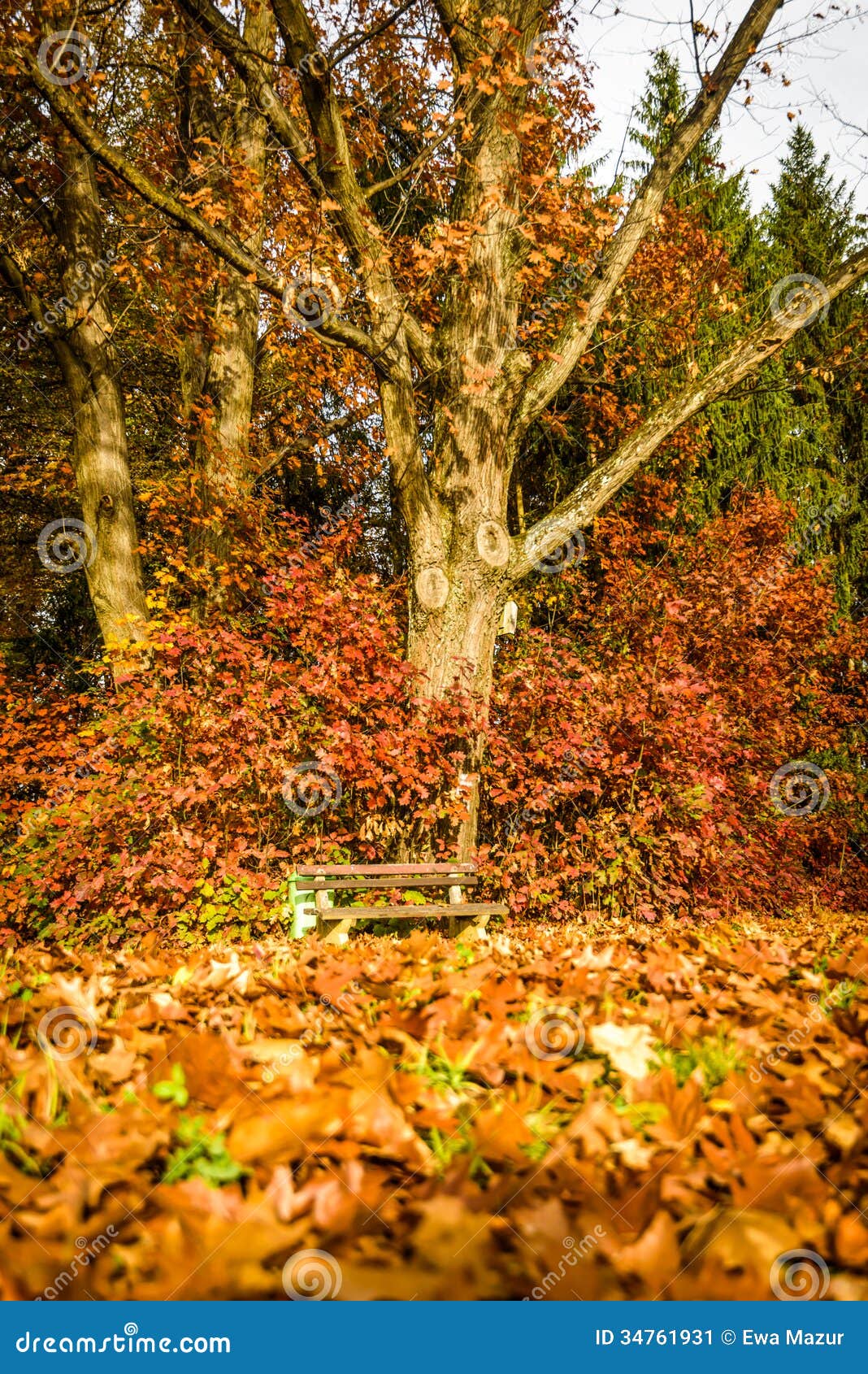 Autumn stock image. Image of bush, orange, brown, leisure - 34761931