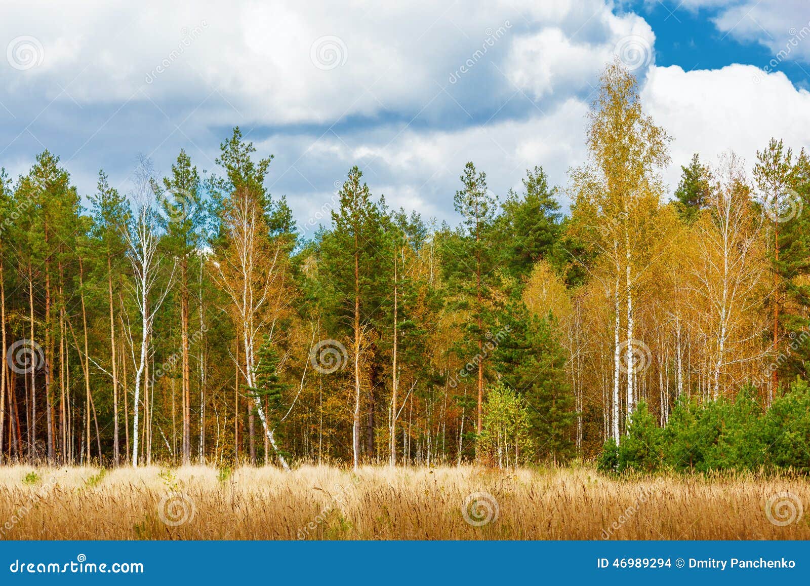 Autumn Landscape with Birches Stock Photo - Image of color, white: 46989294