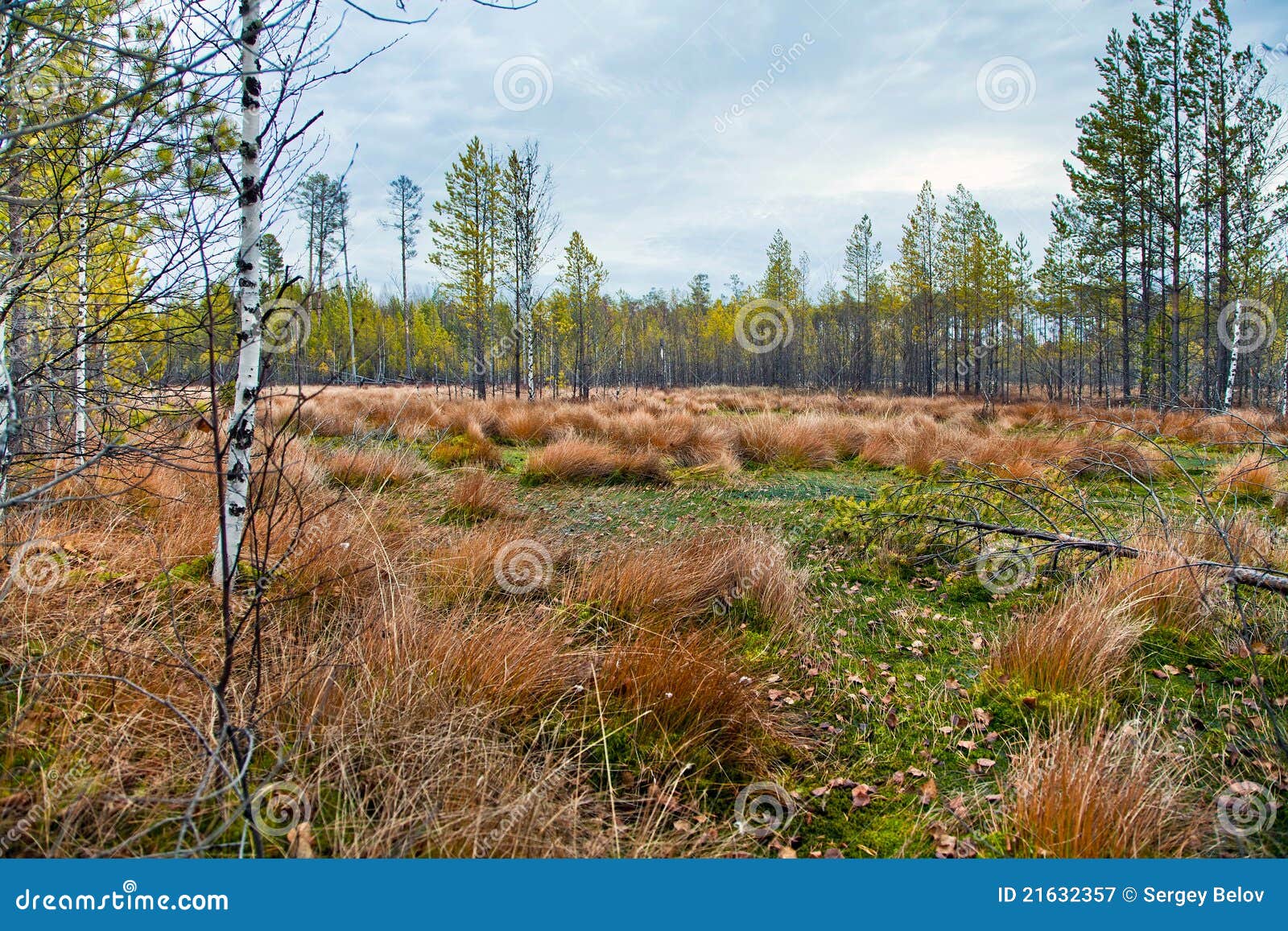 Autumn Landscape with a Bog. Stock Image - Image of forest, beauty ...