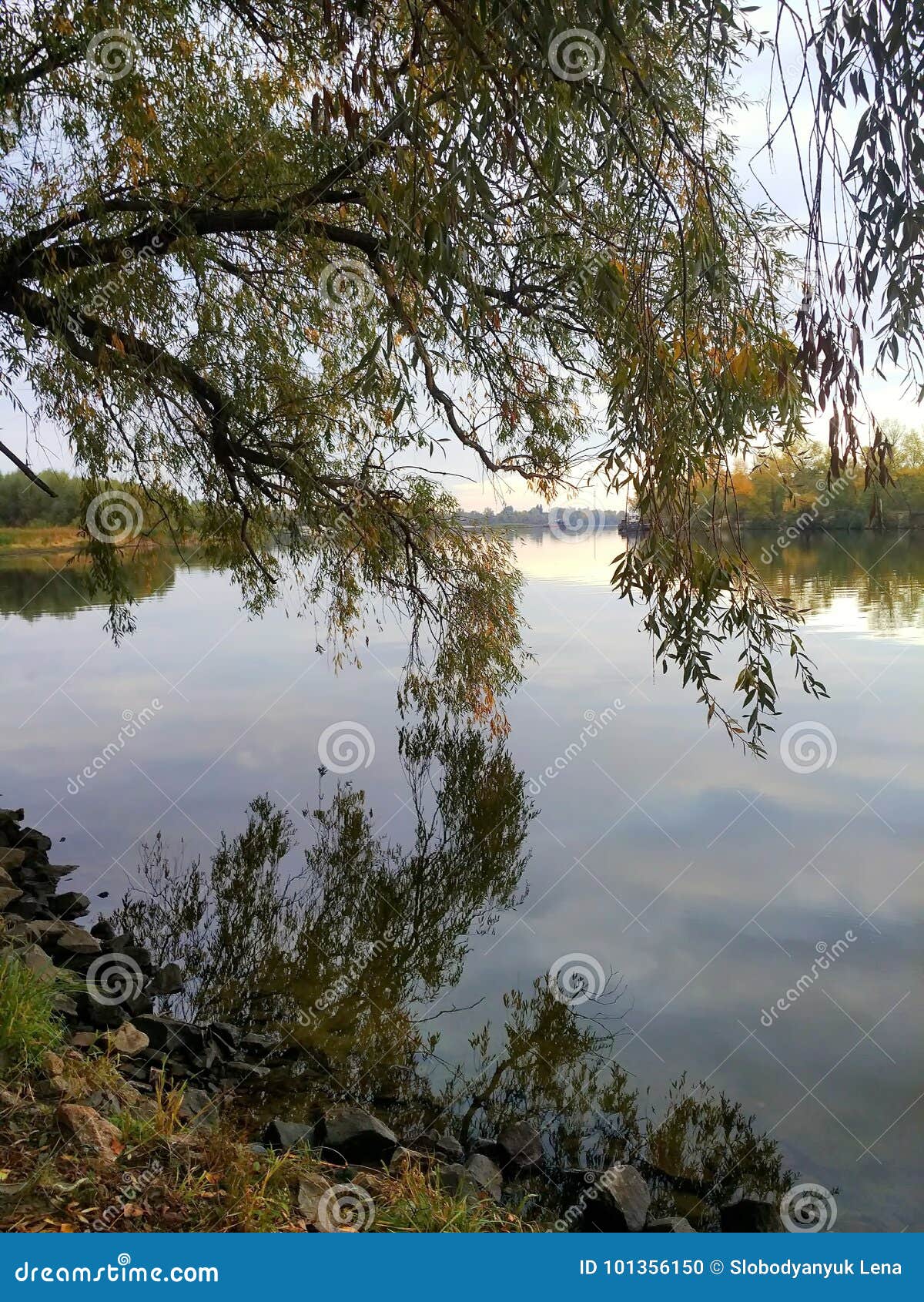 Branches of the Tree are Reflected in the River Stock Photo - Image of ...