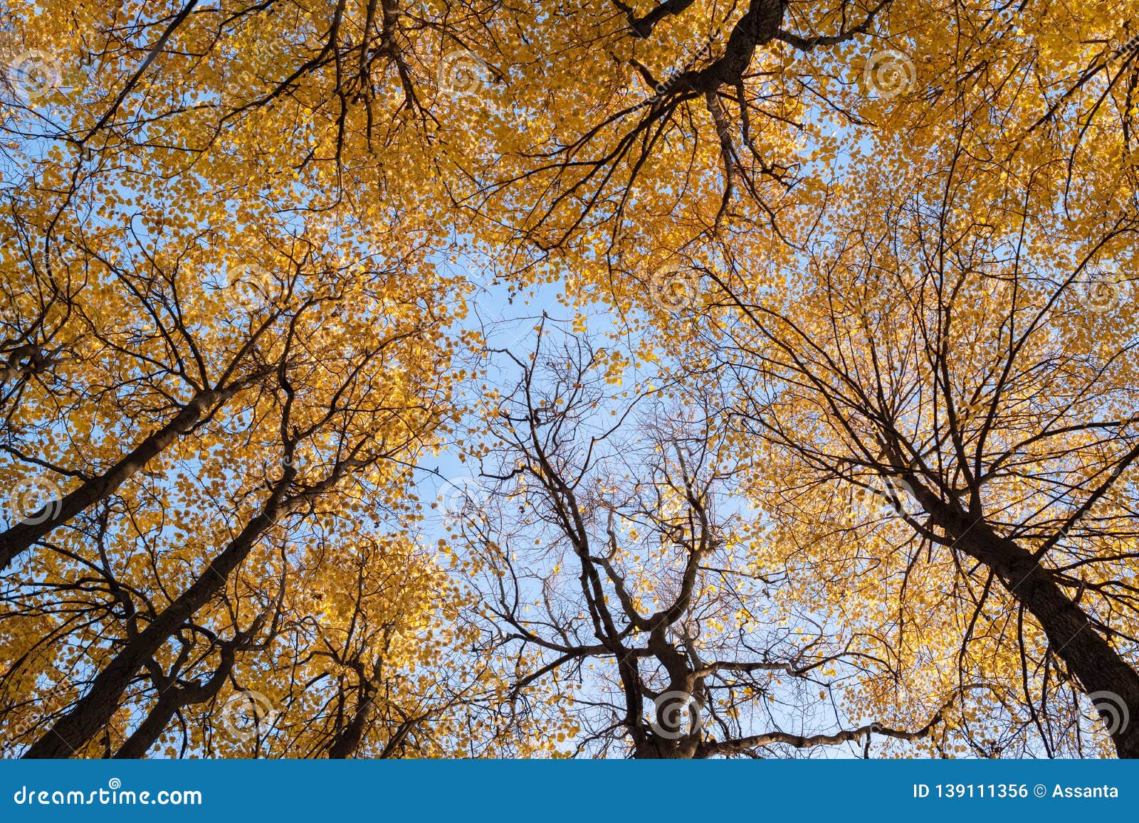 Autumn Landscape with Circle of Trees and Blue Sky Stock Photo - Image ...