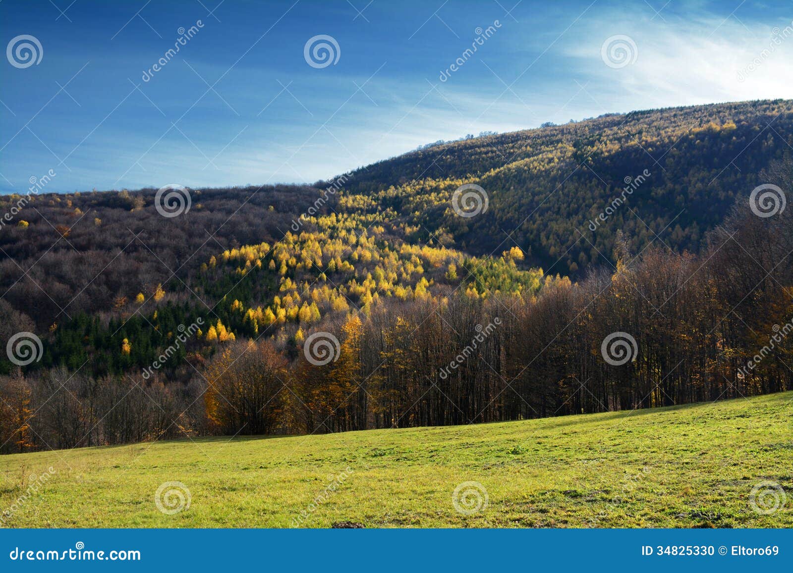 Autumn Landscape with Color Tree Stock Photo - Image of peaceful ...