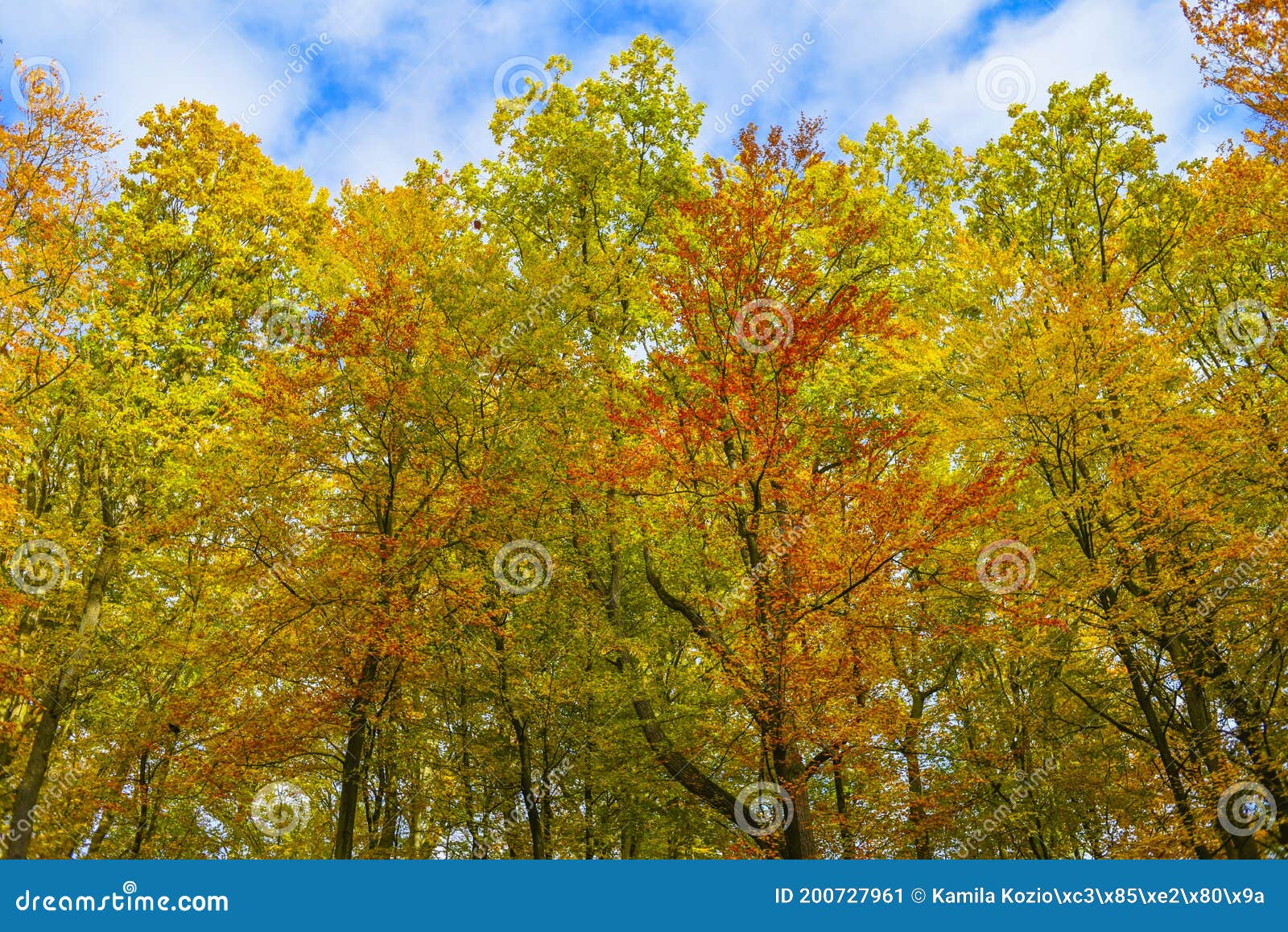 .Autumn Landscape, Autumn Colored Leaves in the Forest during Fall ...