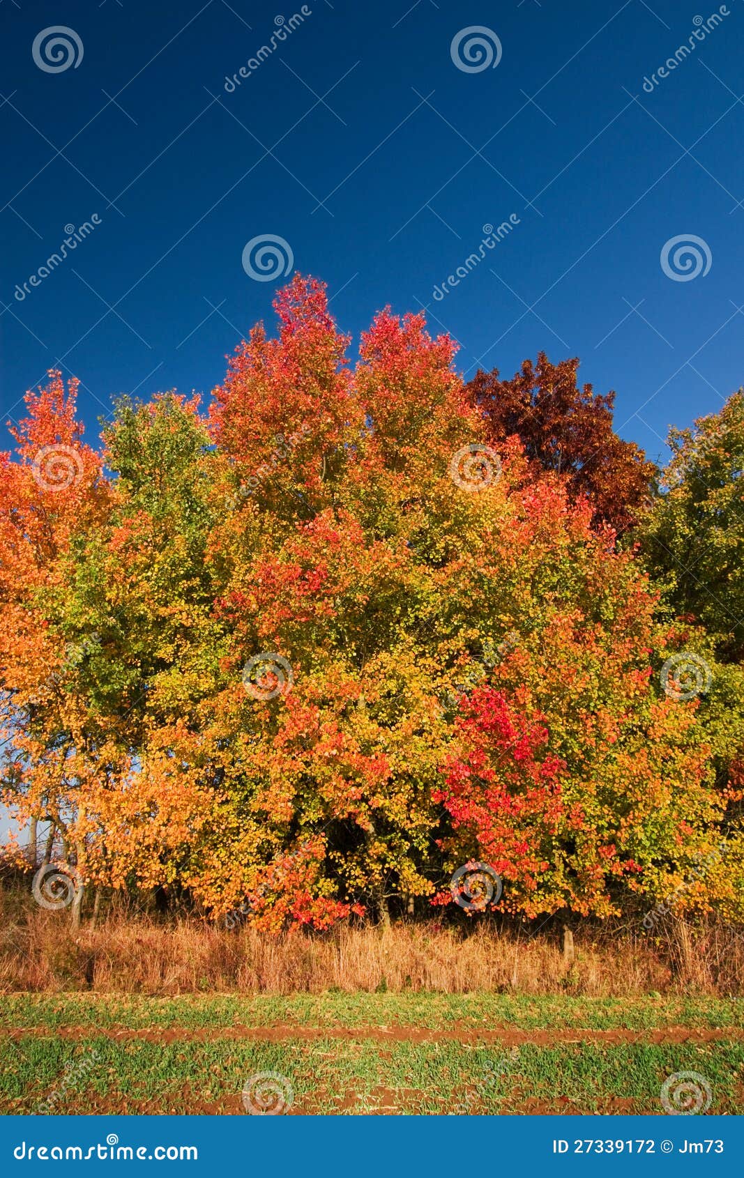 Autumn Landscape with Colorful Trees Stock Photo - Image of beauty ...