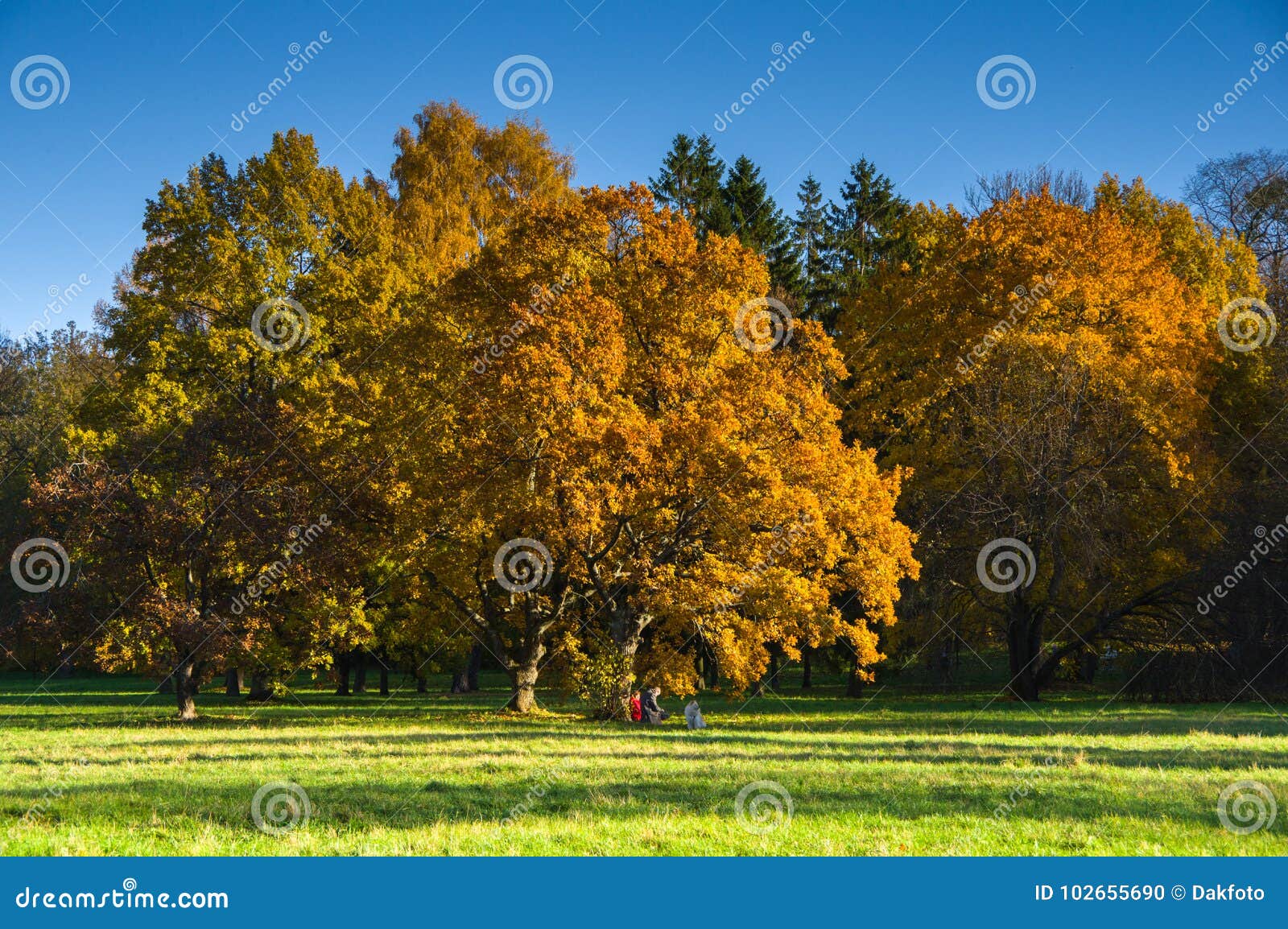 Autumn Landscape with Deciduous Trees in the Park Editorial Image ...