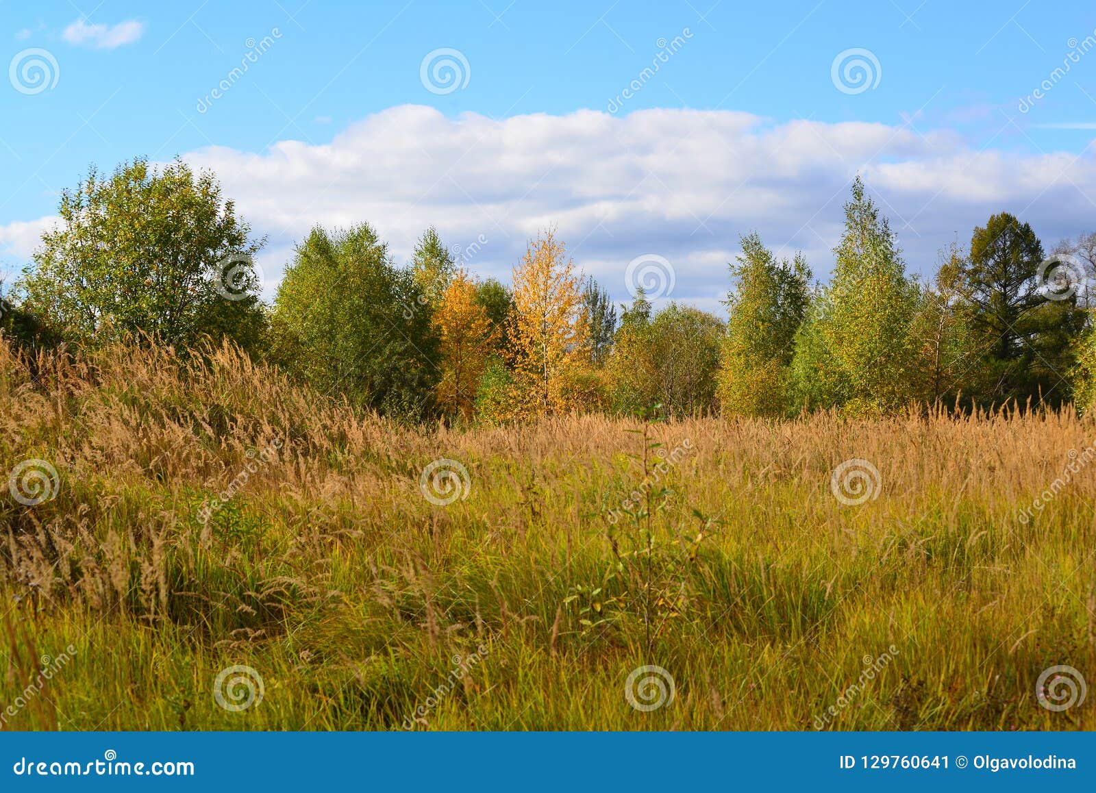 Autumn Landscape with Deciduous Trees and Grass Stock Image - Image of ...