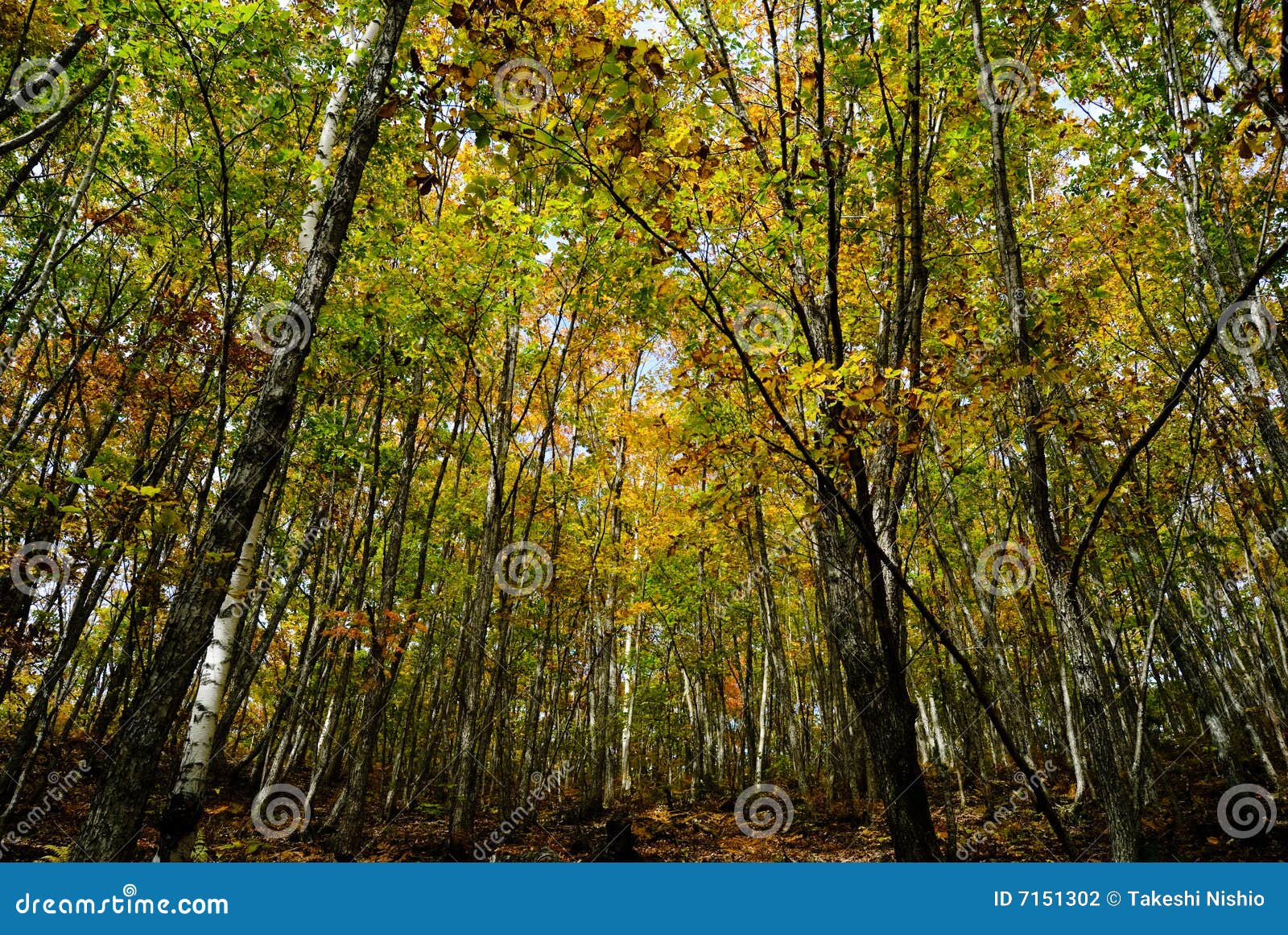 Autumn Landscape of Deep Forest Stock Photo - Image of plants, yellow ...