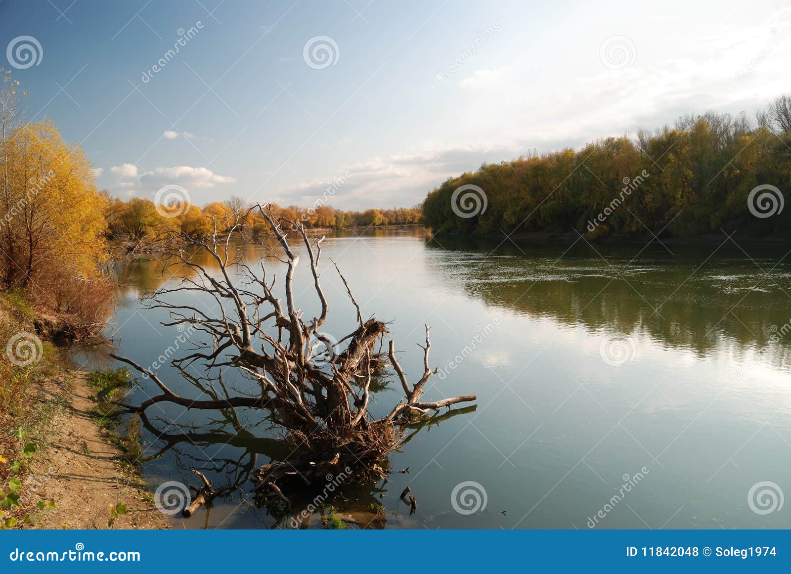 Autumn Landscape with the Dry Fallen Tree Stock Photo - Image of branch ...