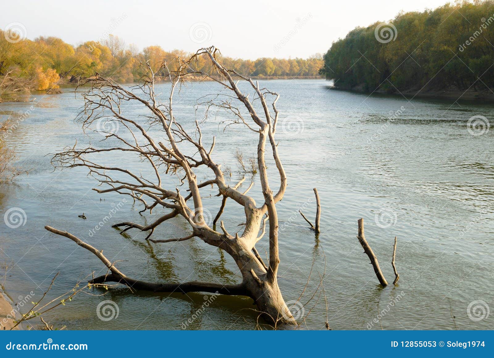 Autumn Landscape with the Dry Fallen Tree Stock Image - Image of river ...