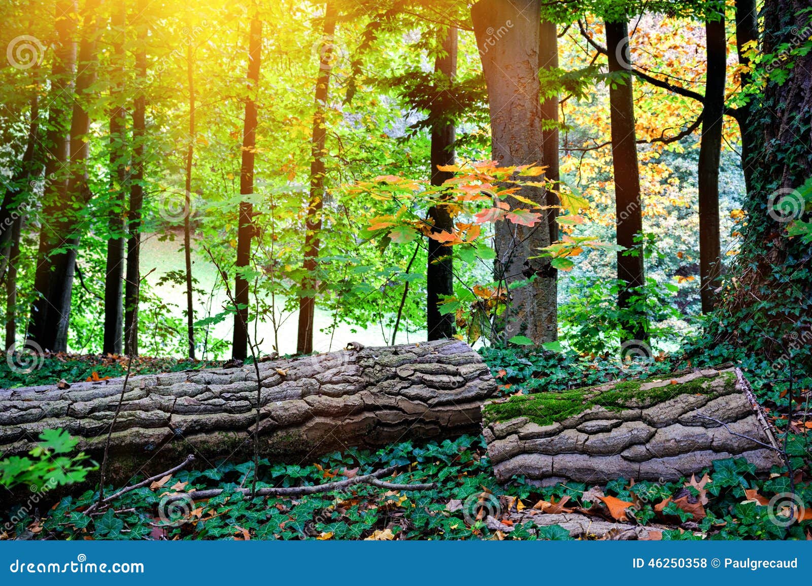 Autumn Landscape with Fallen Tree Trunk Stock Photo - Image of rural ...
