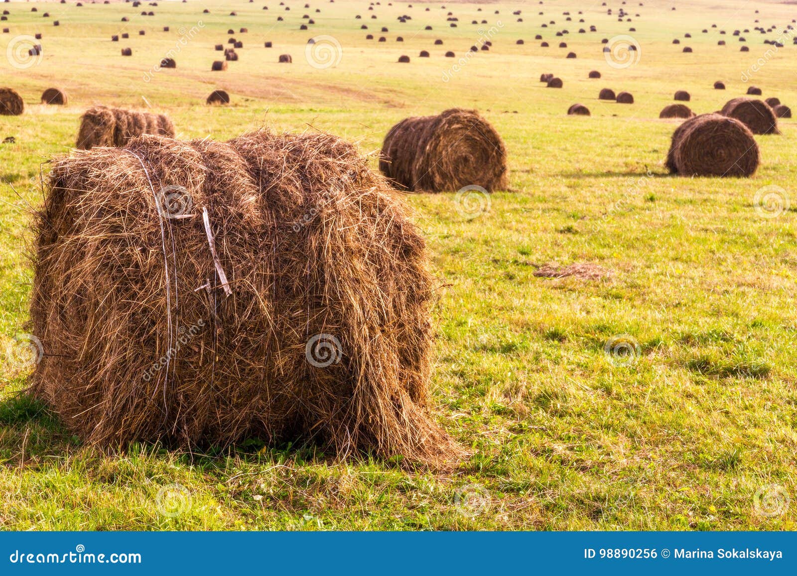 Autumn Landscape Fields Swaths Stock Photo - Image of windrows, fields ...