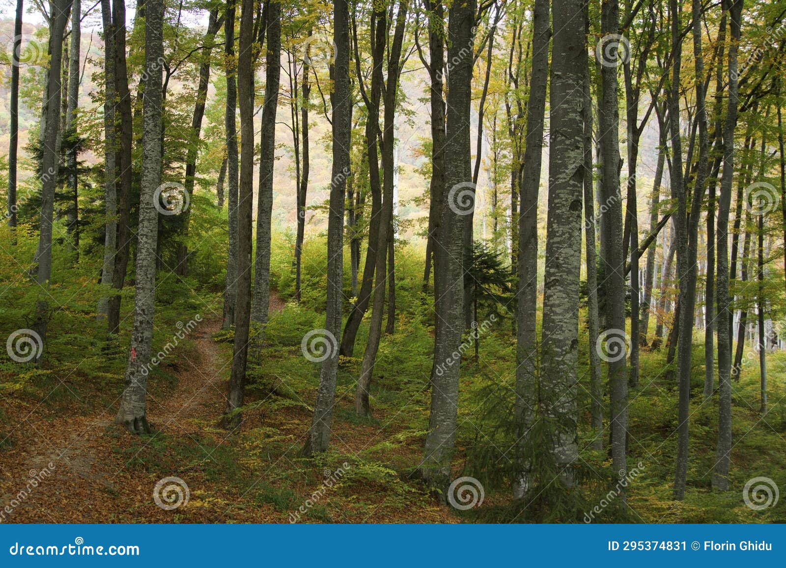 Codlea Mountain, Persani Mountains, Romania Stock Image - Image of view ...