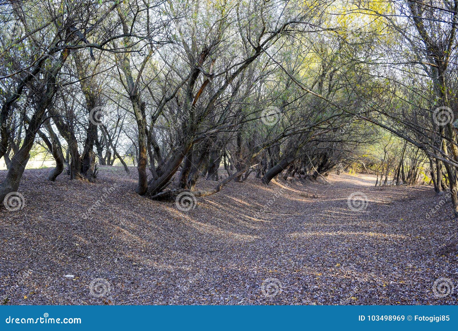Autumn Landscape in the Forest. November, Fallen Leaves and Bare ...