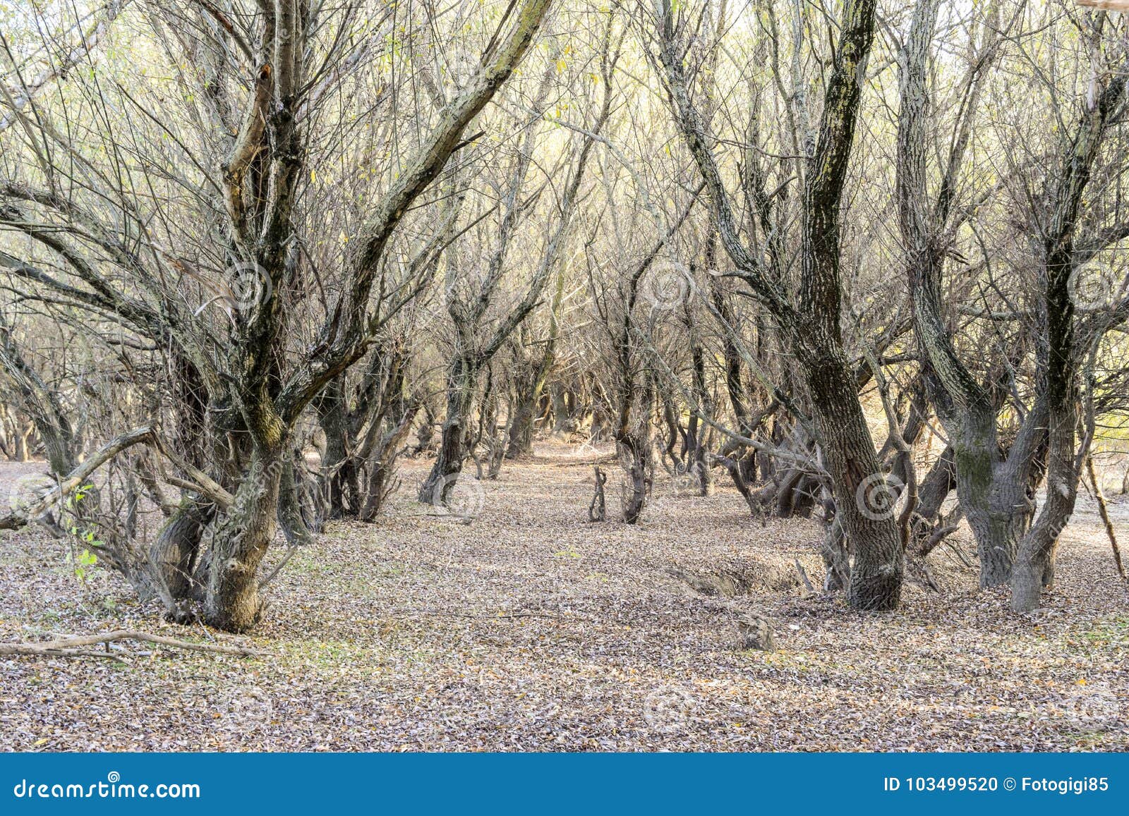 Autumn Landscape in the Forest. November, Fallen Leaves and Bare ...