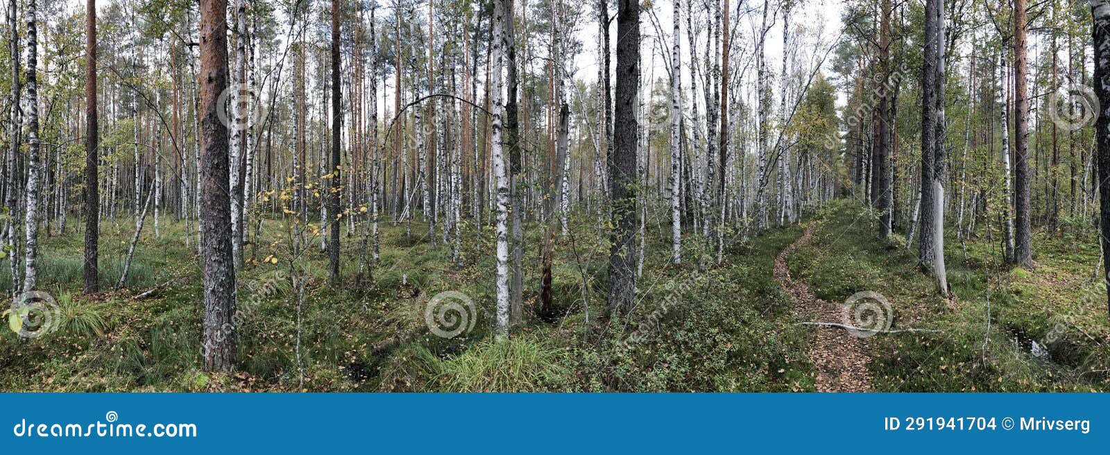 Autumn Landscape, Forest, Panorama, Path Going into the Distance Stock ...