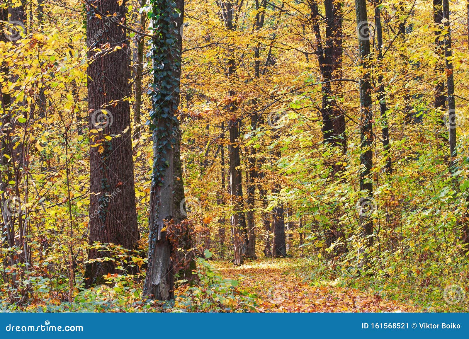 Autumn Landscape in the Forest with a Path Deep into the Forest Stock ...