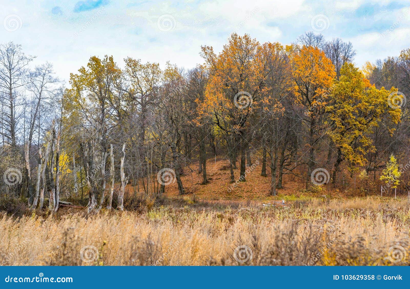 Forest of yellow trees stock photo. Image of nature - 103629358