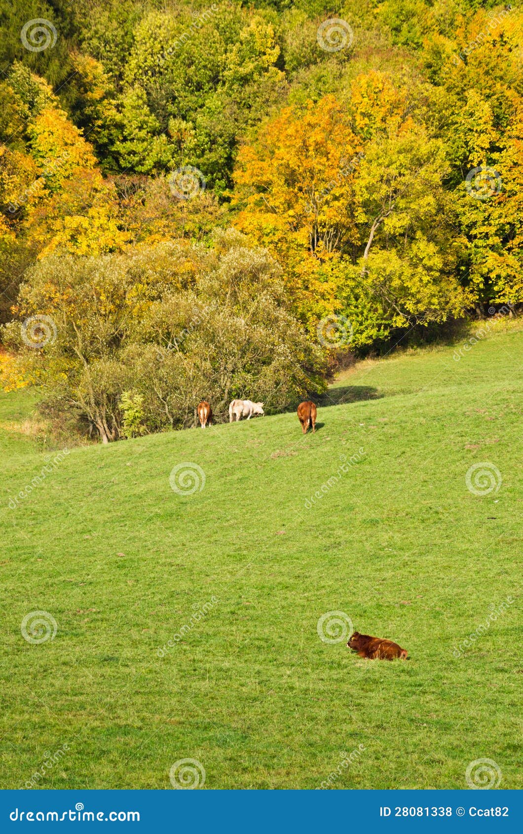 Autumn Landscape with Grazing Cattle Stock Photo - Image of environment ...