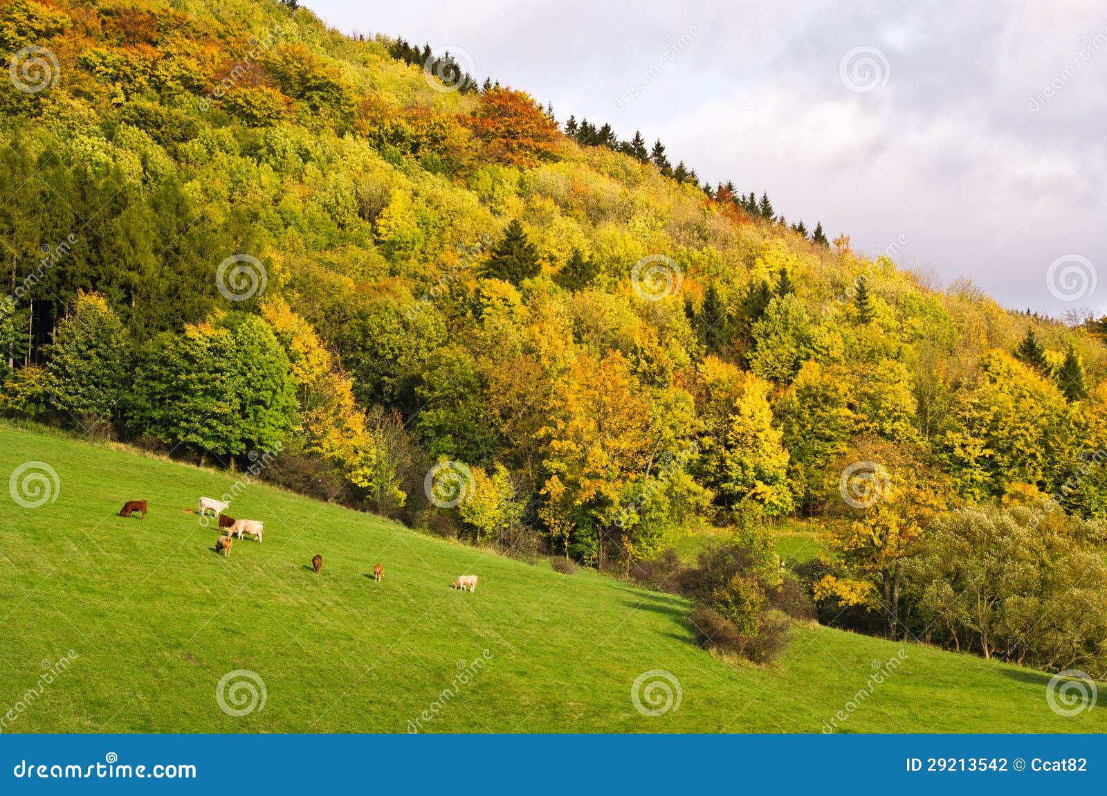 Autumn Landscape with Grazing Cattle Stock Photo - Image of animal ...