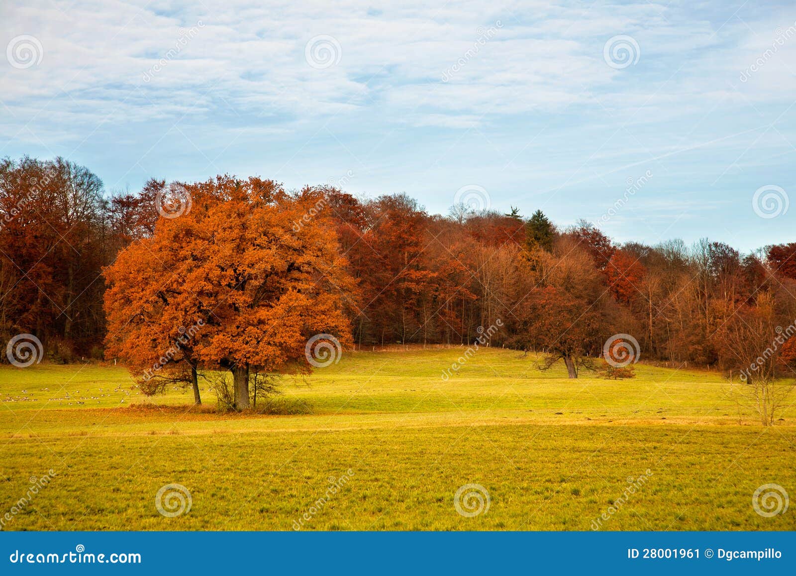 Autumn Landscape with Isolated Tree Stock Image - Image of herb, park ...