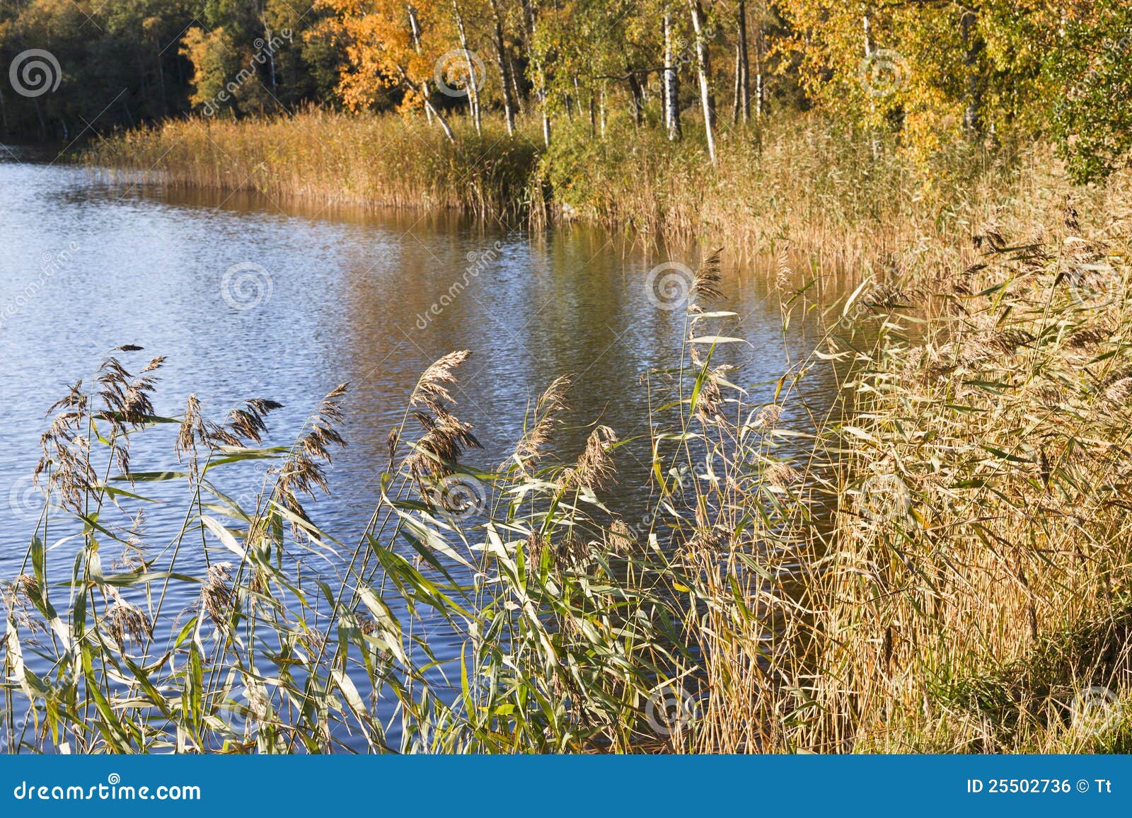 Autumn Landscape at the Lake Stock Photo - Image of reed, colour: 25502736