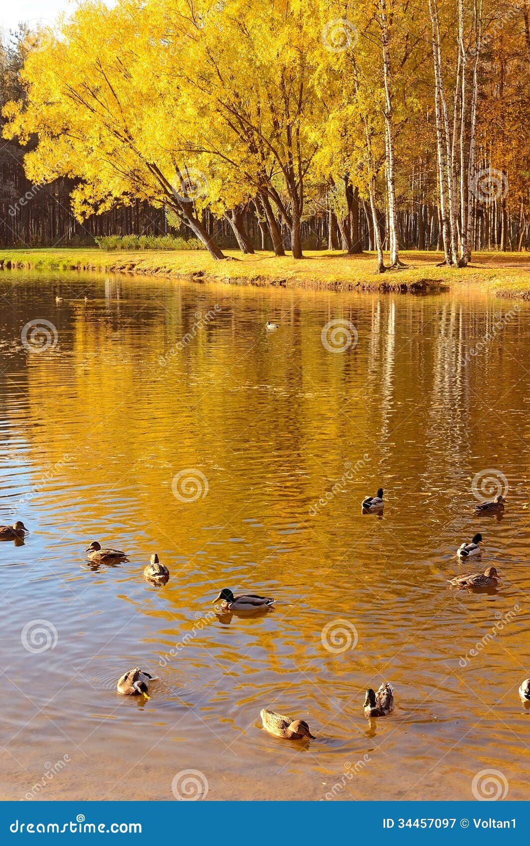 Autumn landscape on lake stock image. Image of landscape - 34457097