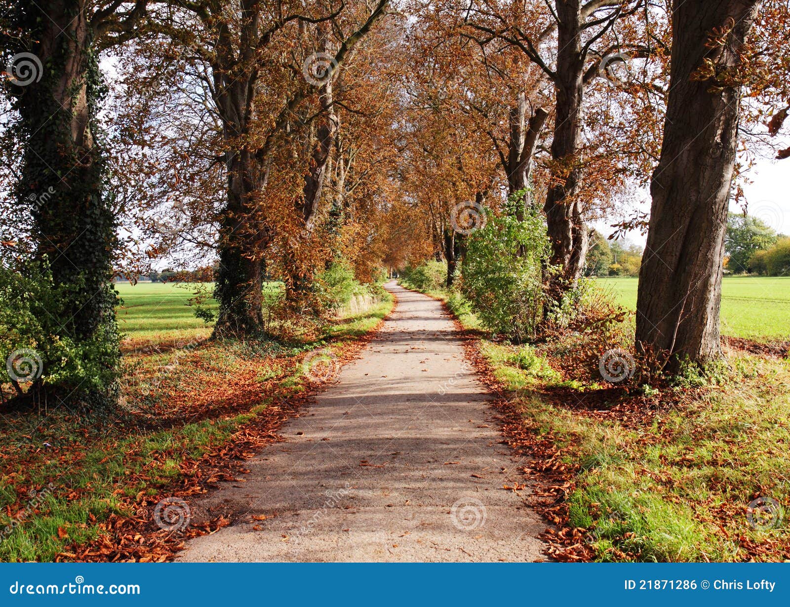 Autumn Landscape with Lane between Trees Stock Photo - Image of england ...