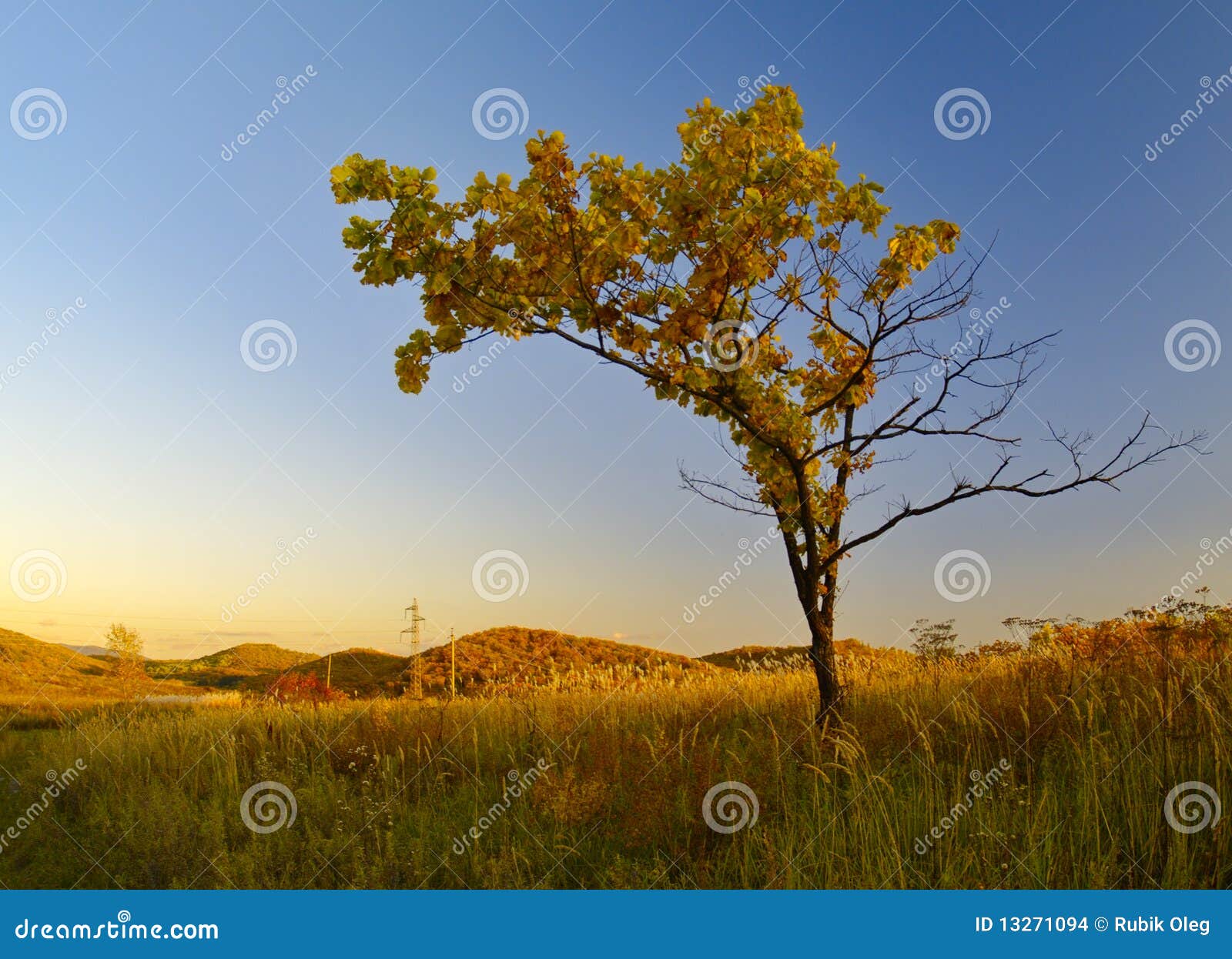 Autumn Landscape with a Lonely Tree Stock Photo - Image of foliage ...