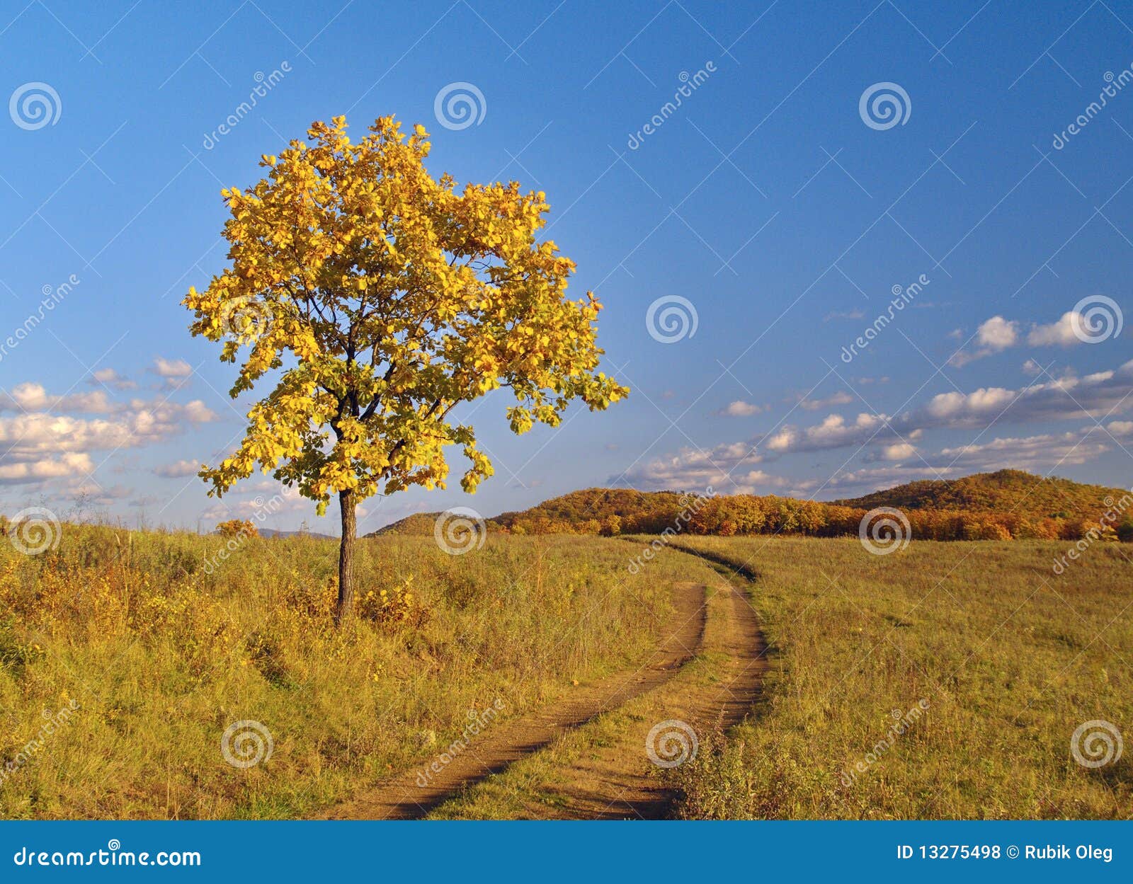 Autumn Landscape with a Lonely Tree Stock Photo - Image of grass, gold ...