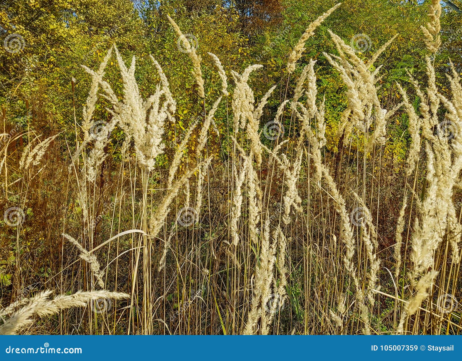 Autumn Landscape. Long Dry Grass Stock Image - Image of grass, field ...