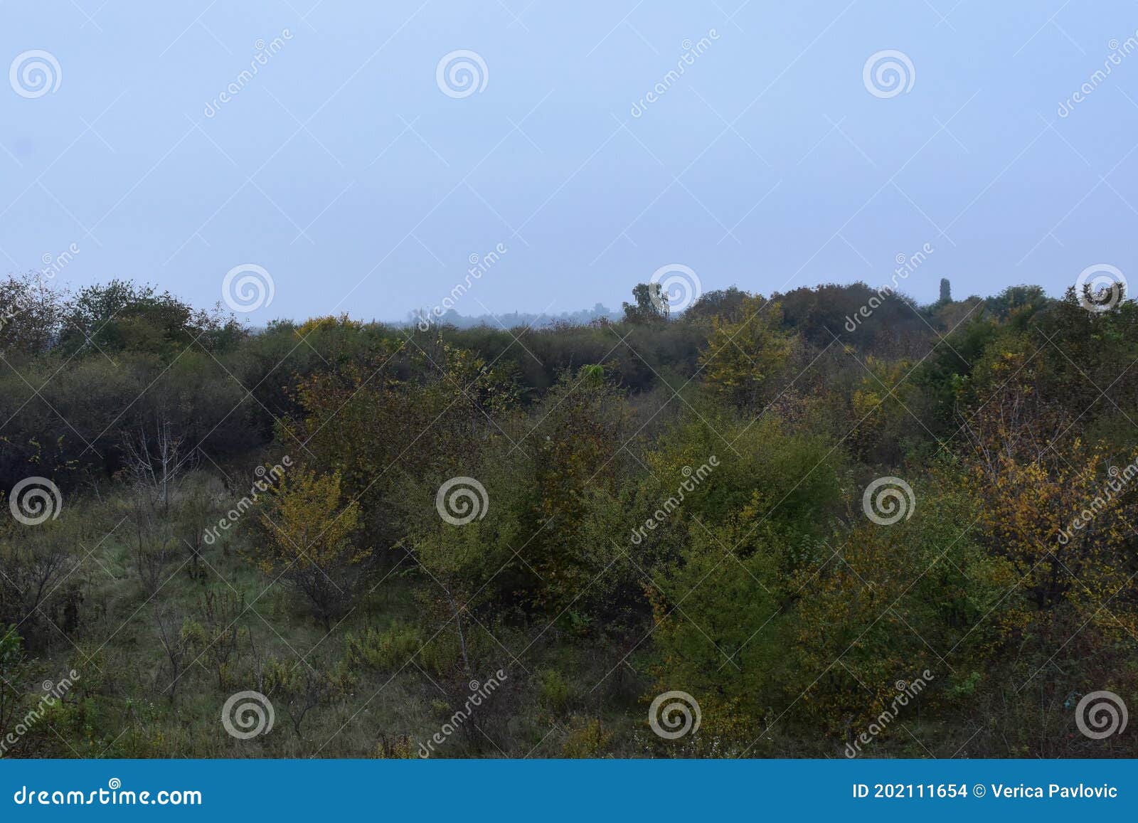 Autumn Landscape of Low and Dense Shrubbery Stock Photo - Image of farm ...