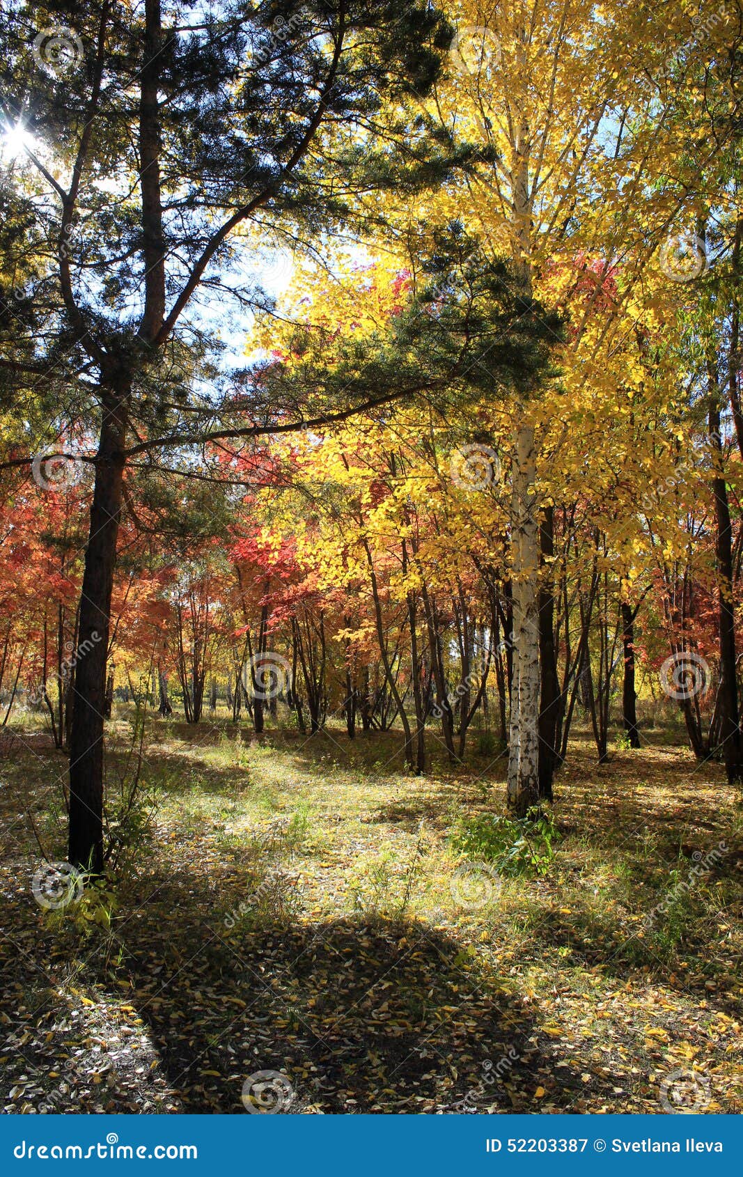 Autumn Landscape - Mixed Forest Stock Image - Image of rowan, mixed ...
