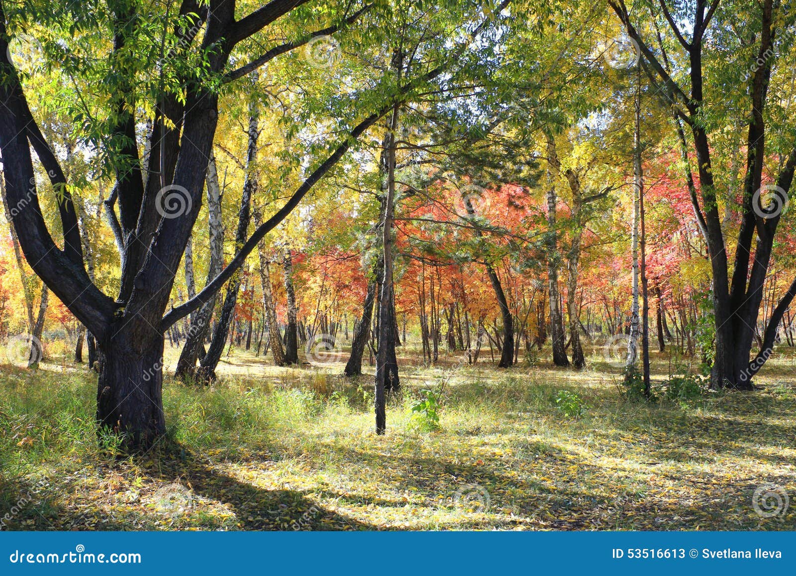 Autumn Landscape - Mixed Forest Stock Image - Image of pine, trees ...