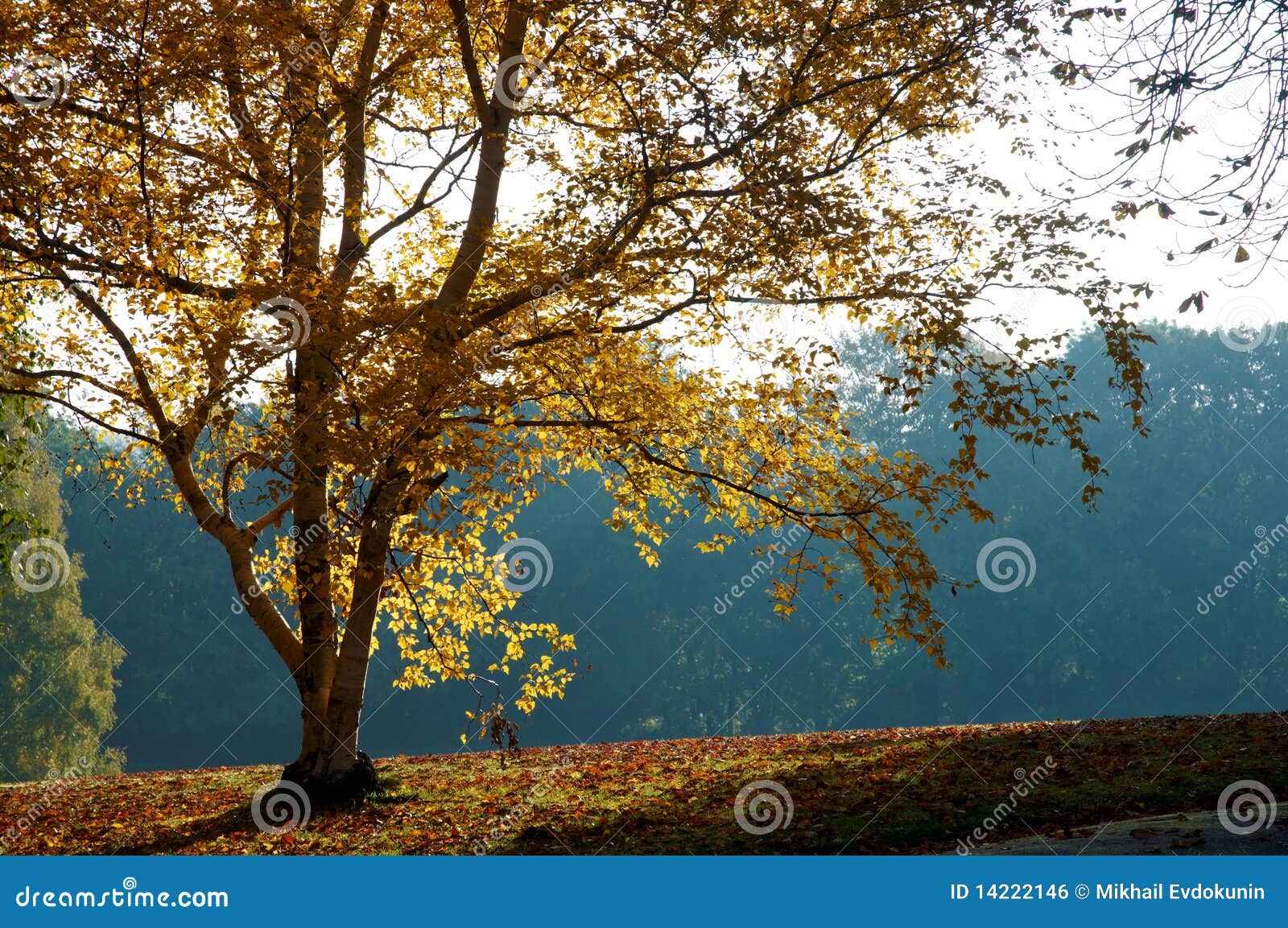 Autumn landscape morning stock photo. Image of gold, branch - 14222146