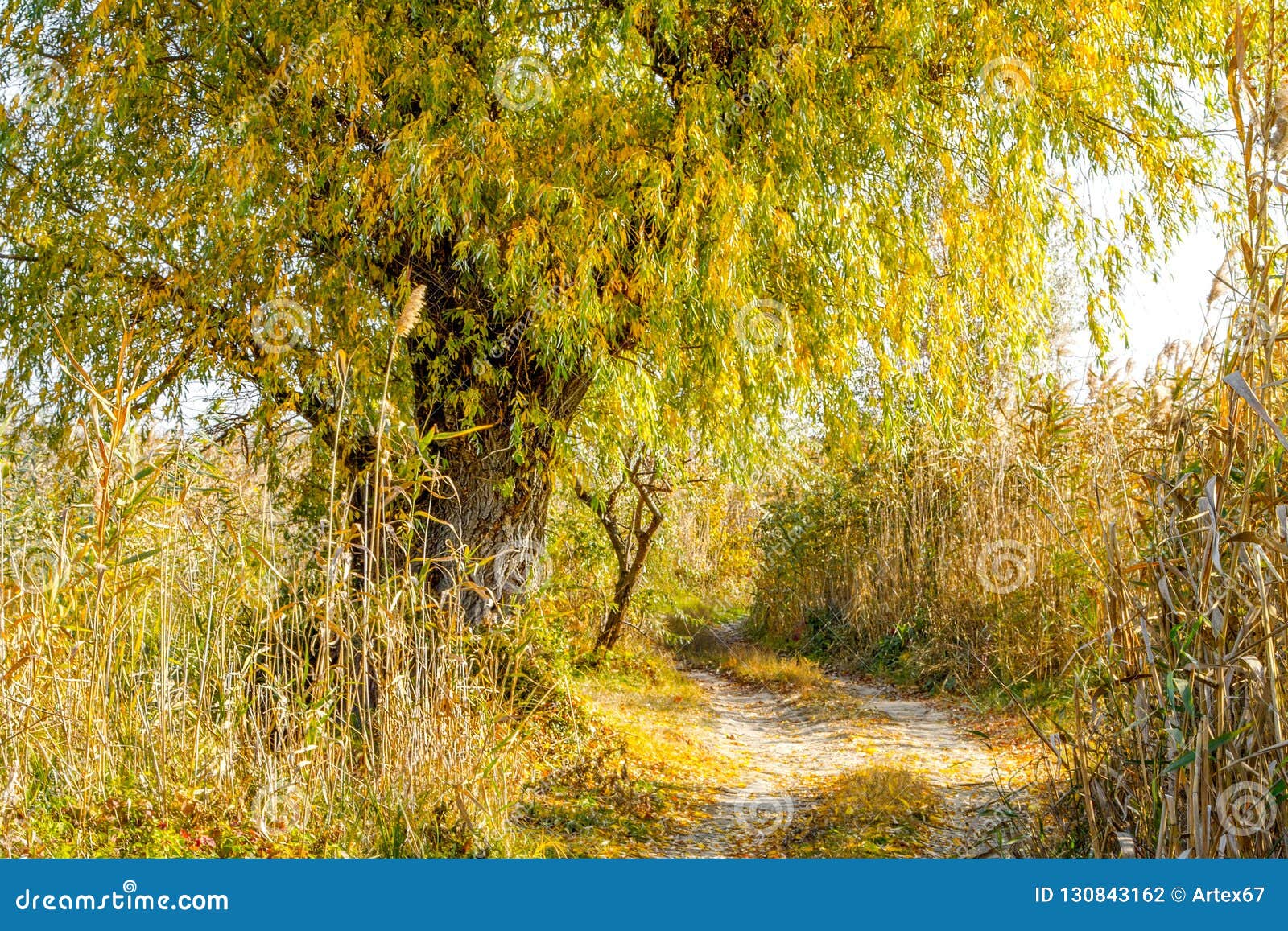 Autumn Landscape Old Willow in the Reeds by the Road Stock Photo ...