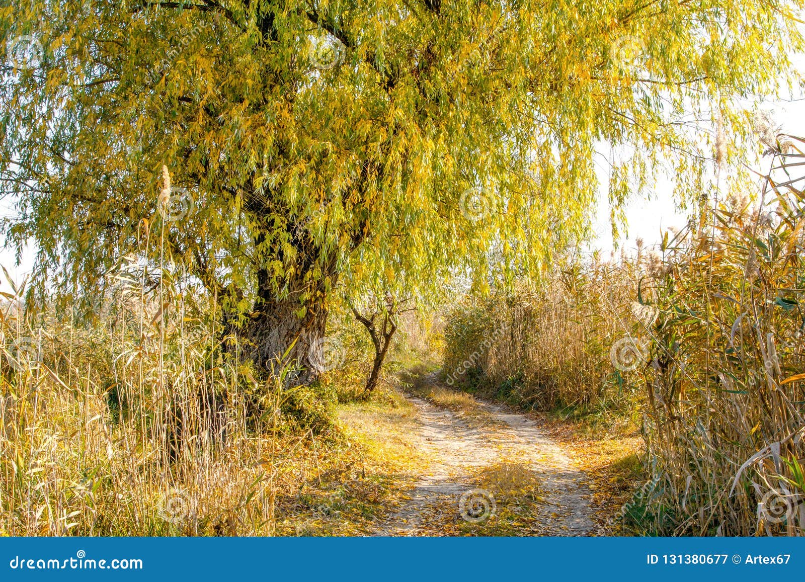 Autumn Landscape Old Willow in the Reeds by the Road Stock Image ...